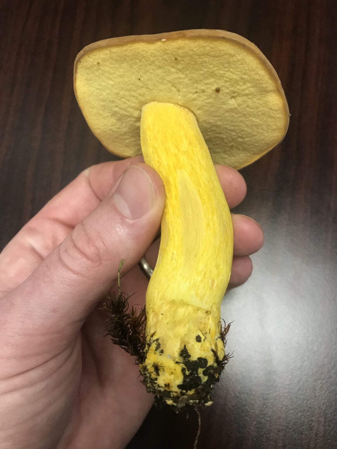 Boletus auripes (Butter Foot Bolete) - Mushrooms of CT