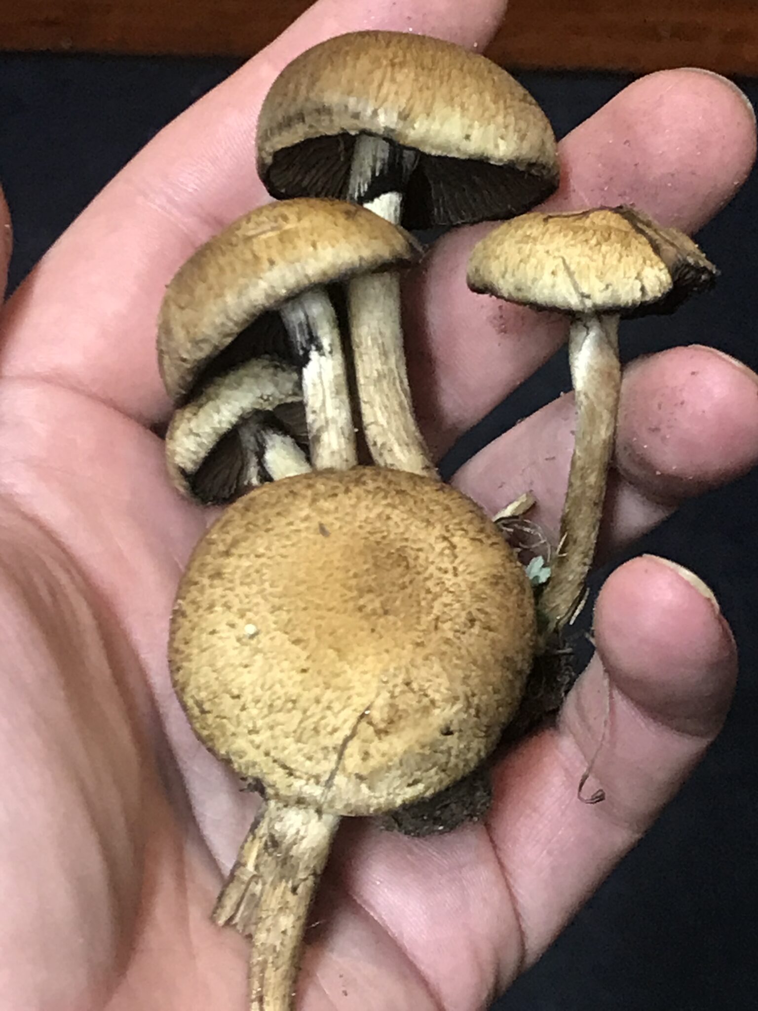 Lacrymaria Lacrymabunda (Weeping Widow) - Mushrooms of CT