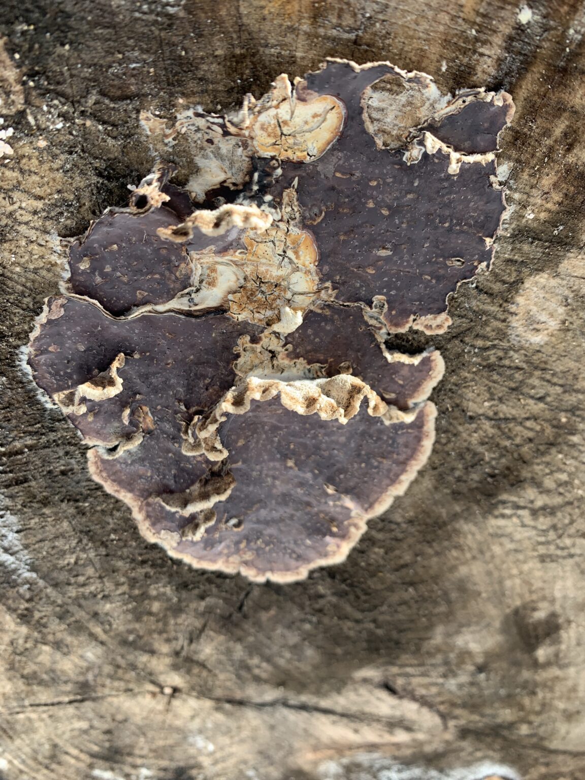 Stereum purpureum (Silver Leaf Fungus) - Mushrooms of CT