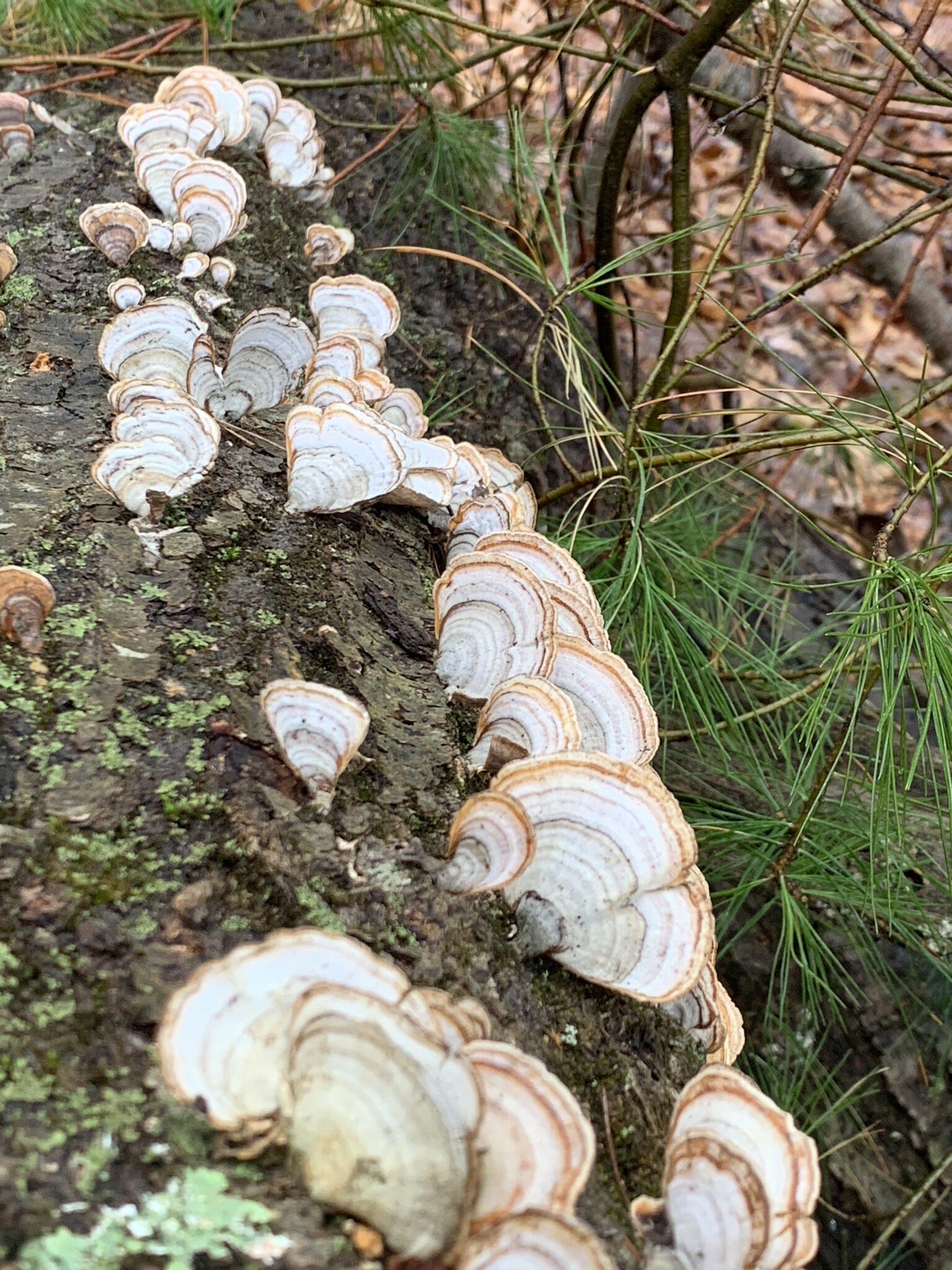 Stereum Lobatum - Mushrooms of CT
