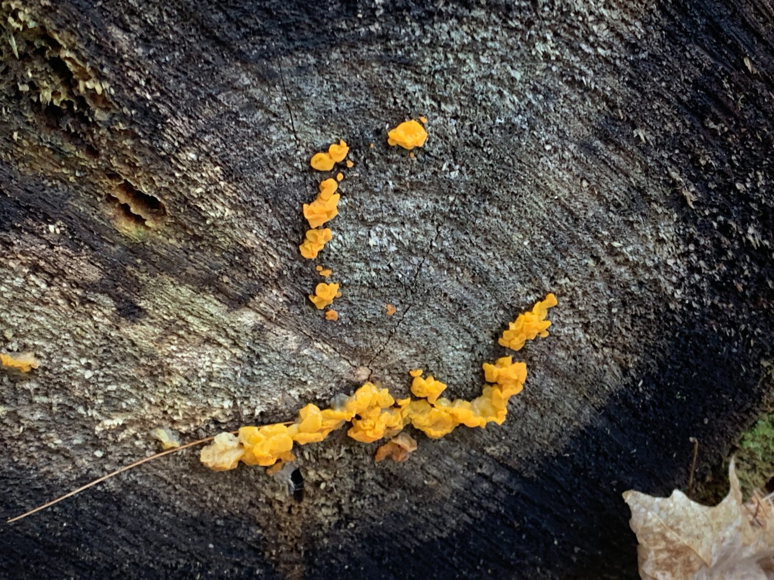Dacrymyces chrysospermus (Orange Jelly) - Mushrooms of CT