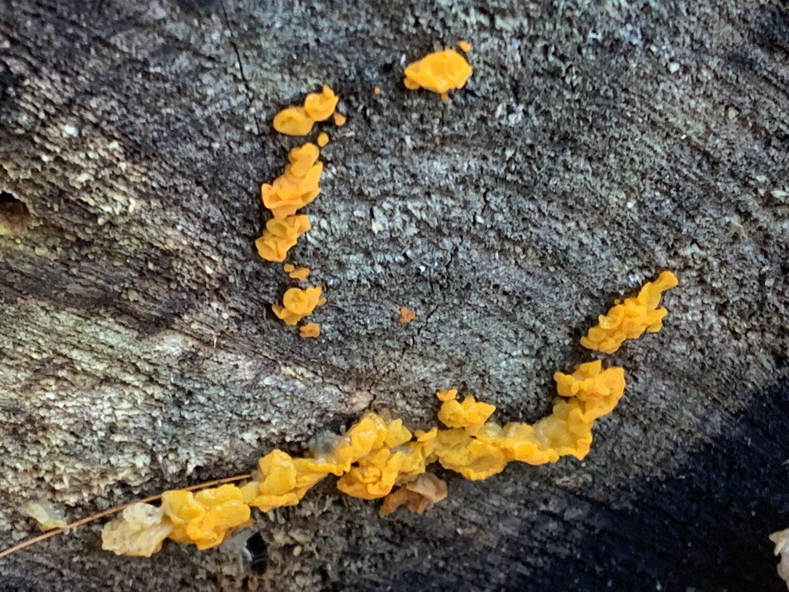 Dacrymyces chrysospermus (Orange Jelly) - Mushrooms of CT