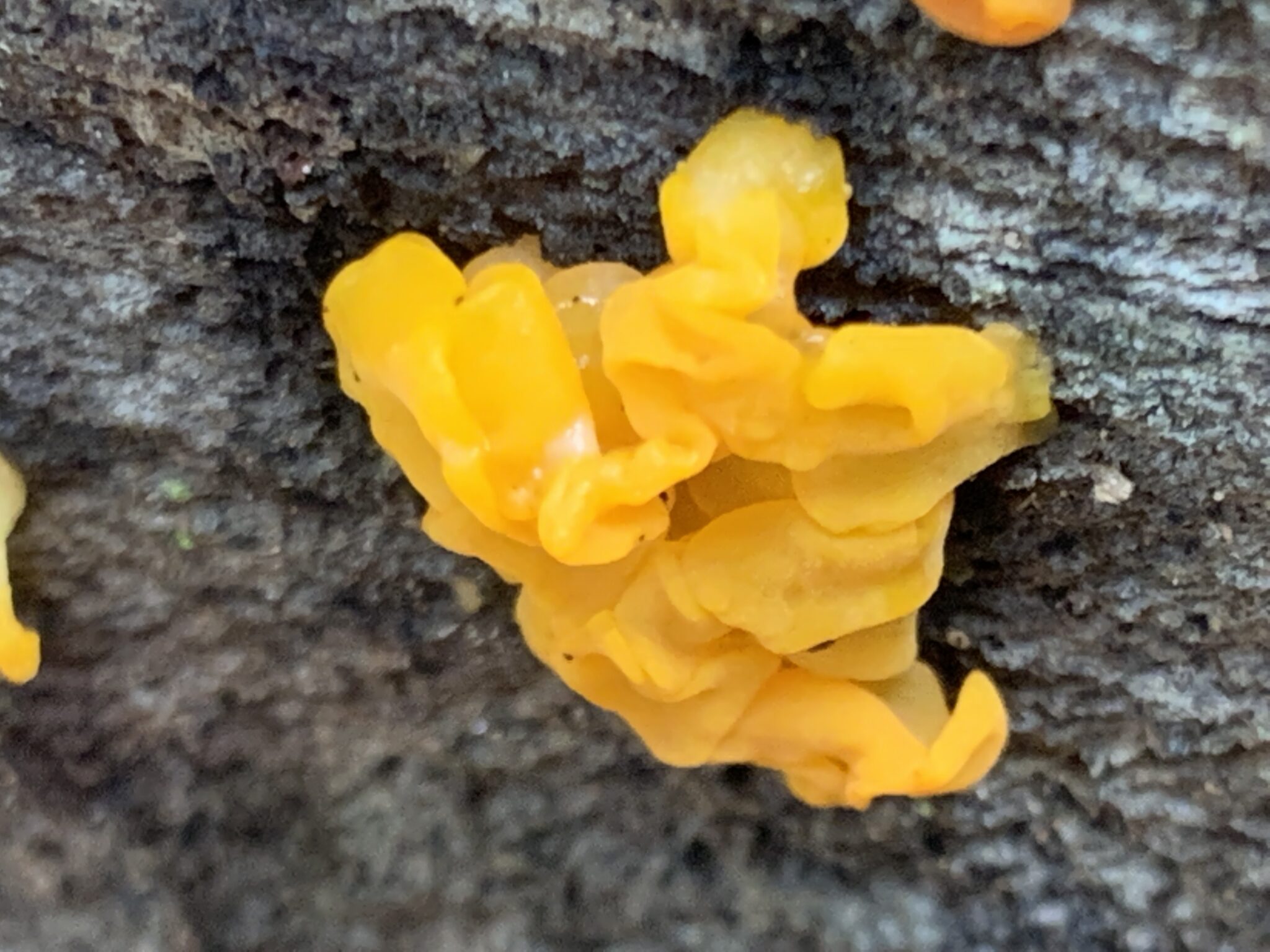 Dacrymyces chrysospermus (Orange Jelly) - Mushrooms of CT