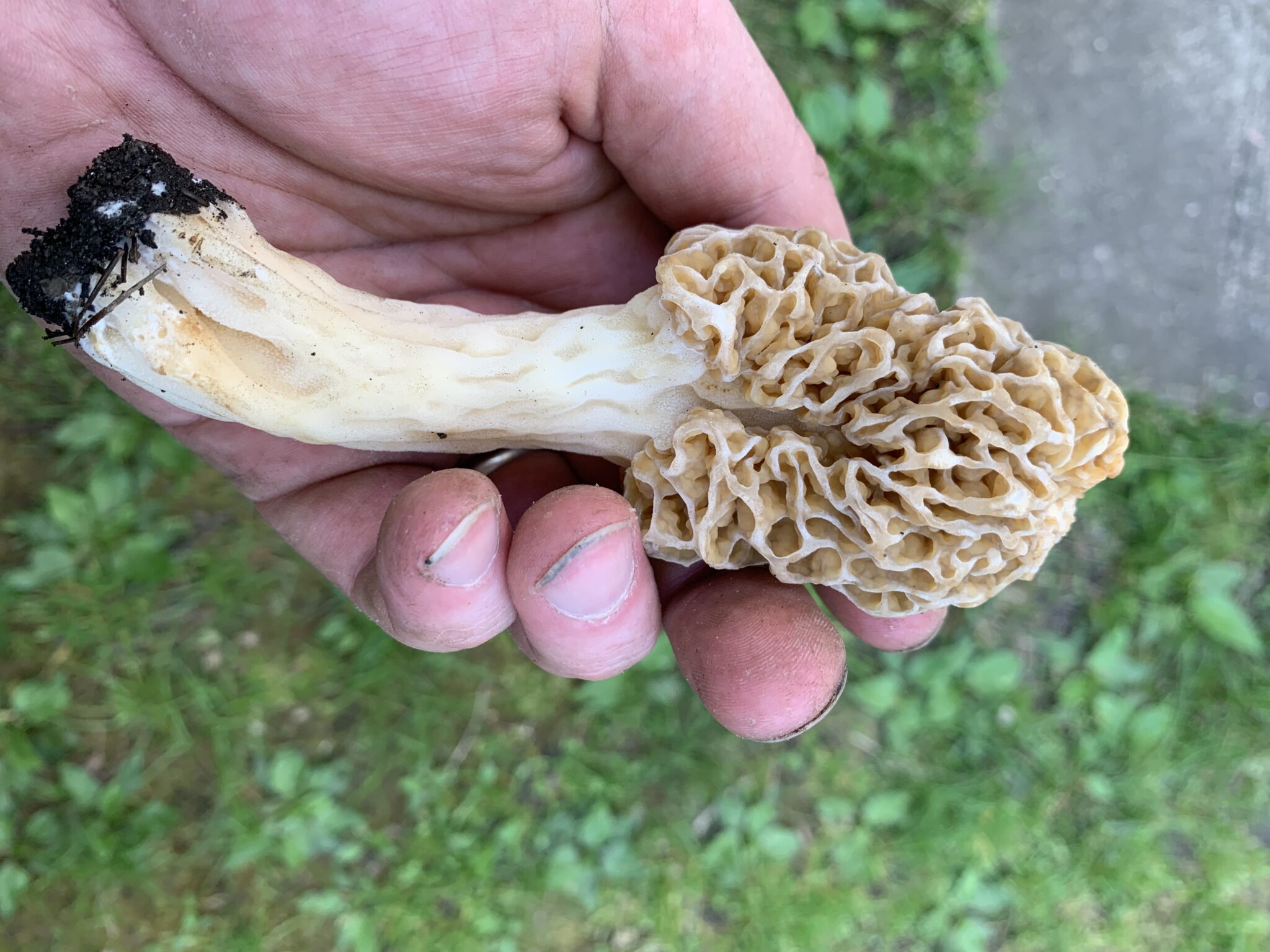 Morchella Americana (Blonde Morel) - Mushrooms of CT