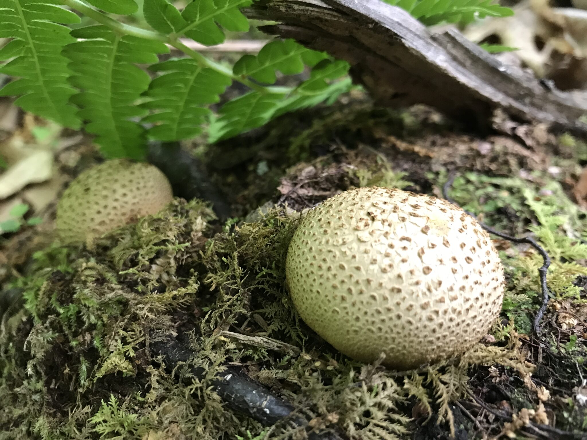 Scleroderma citrinum (Common Earthball/Poison Pigskin Puffball ...