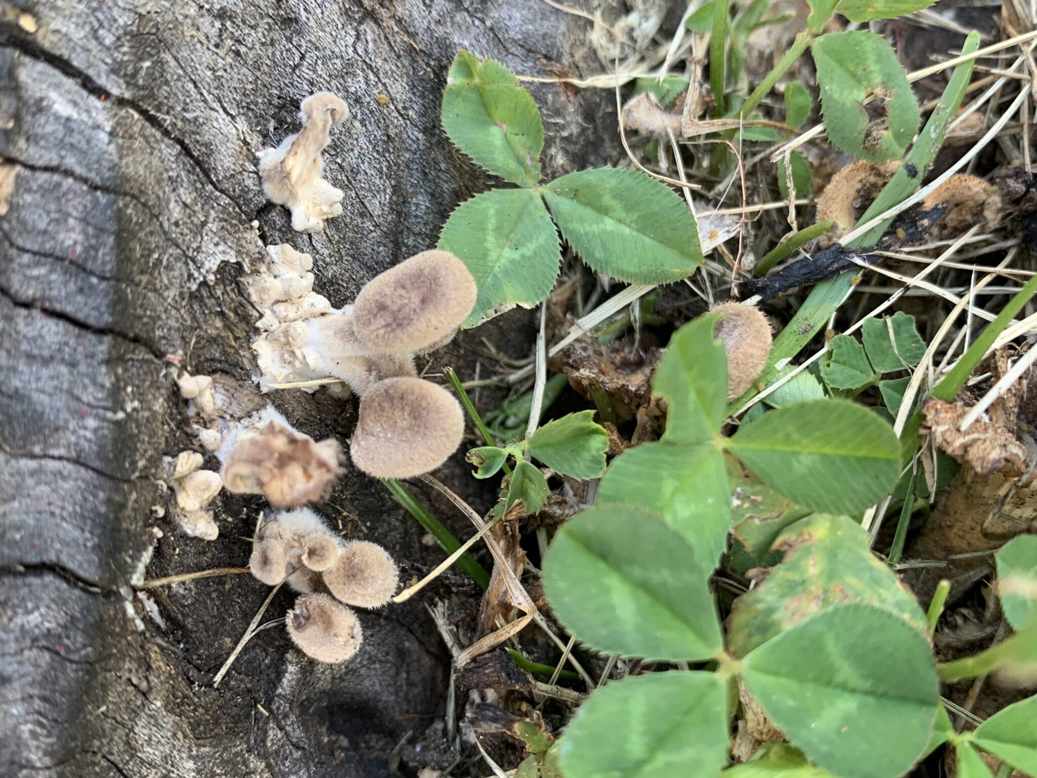 Panus lecomtei (Hairy Panus/Ruddy Panus) - Mushrooms of CT