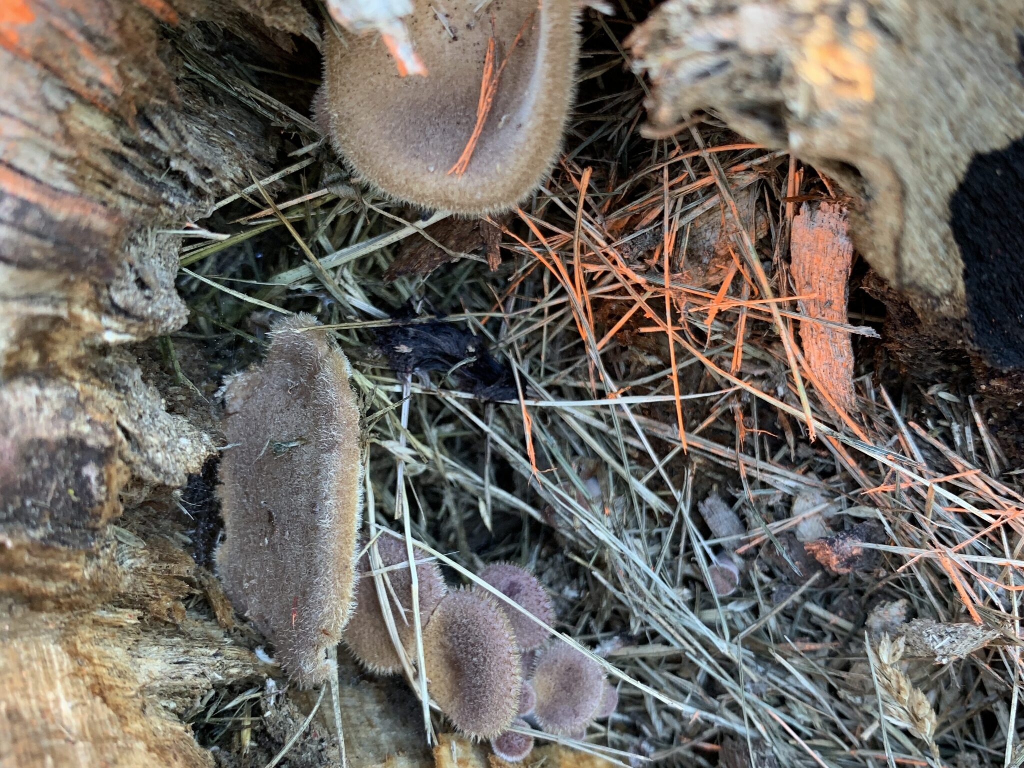 Panus lecomtei (Hairy Panus/Ruddy Panus) - Mushrooms of CT