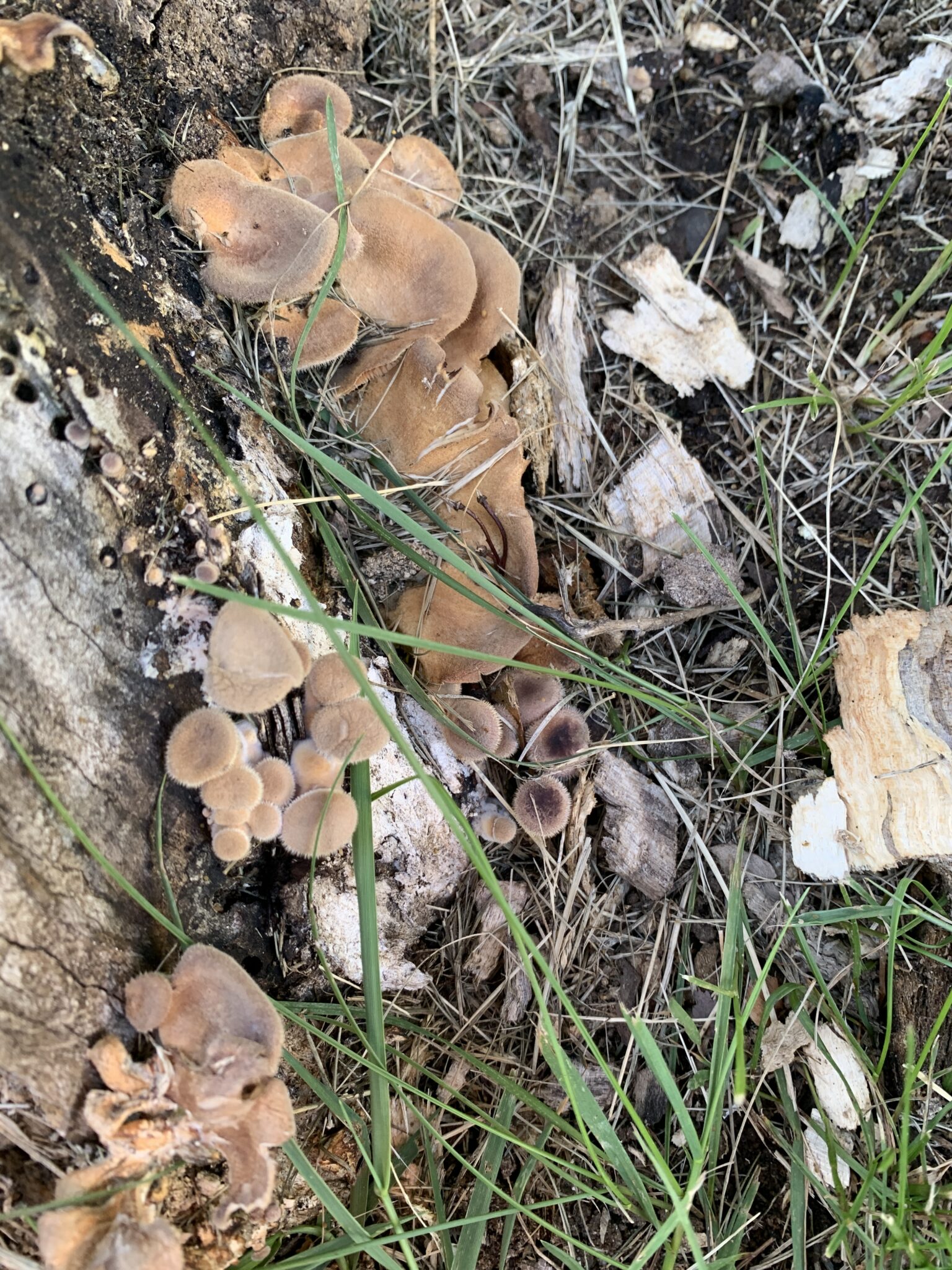 Panus lecomtei (Hairy Panus/Ruddy Panus) - Mushrooms of CT