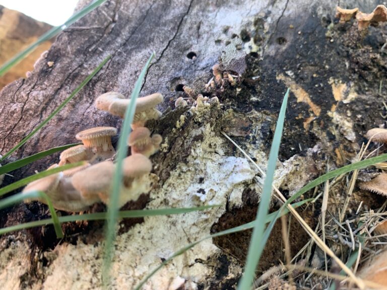 Panus lecomtei (Hairy Panus/Ruddy Panus) - Mushrooms of CT