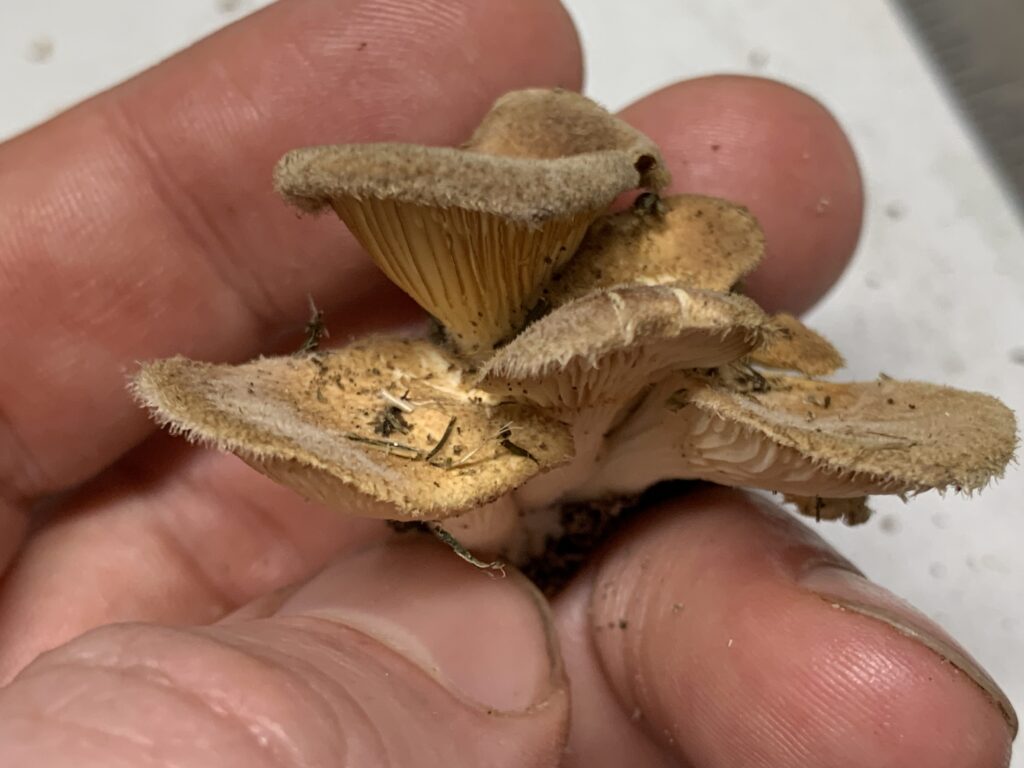 Panus lecomtei (Hairy Panus/Ruddy Panus) - Mushrooms of CT