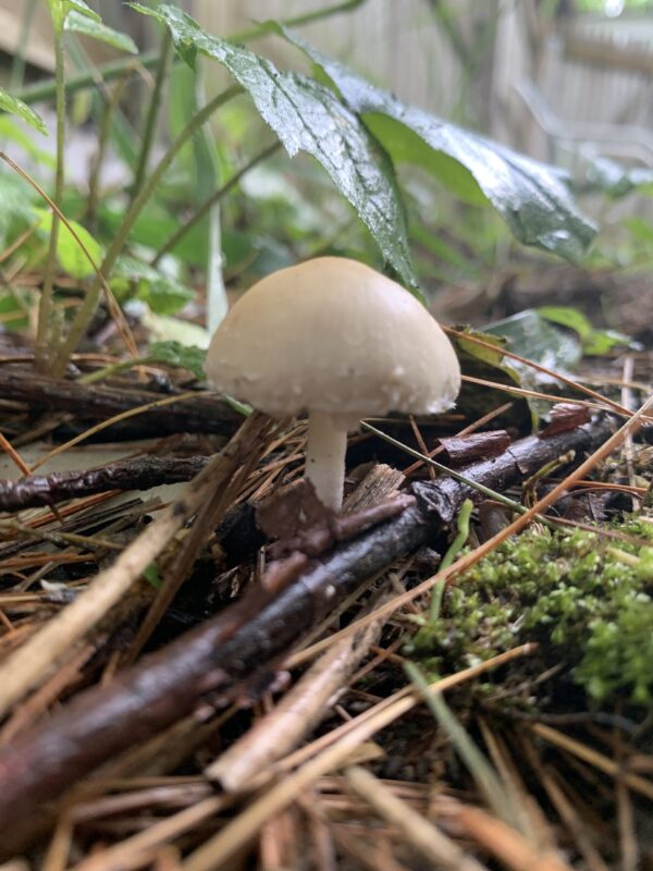 Candolleomyces candolleanus (Pale Brittlestem) - Mushrooms of CT