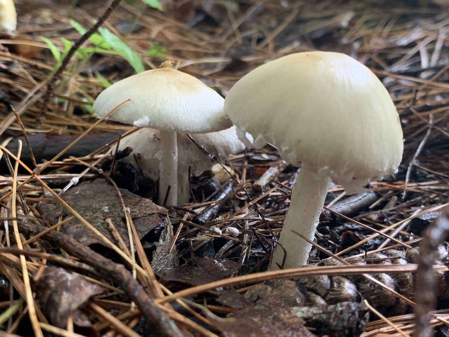 Candolleomyces candolleanus (Pale Brittlestem) - Mushrooms of CT