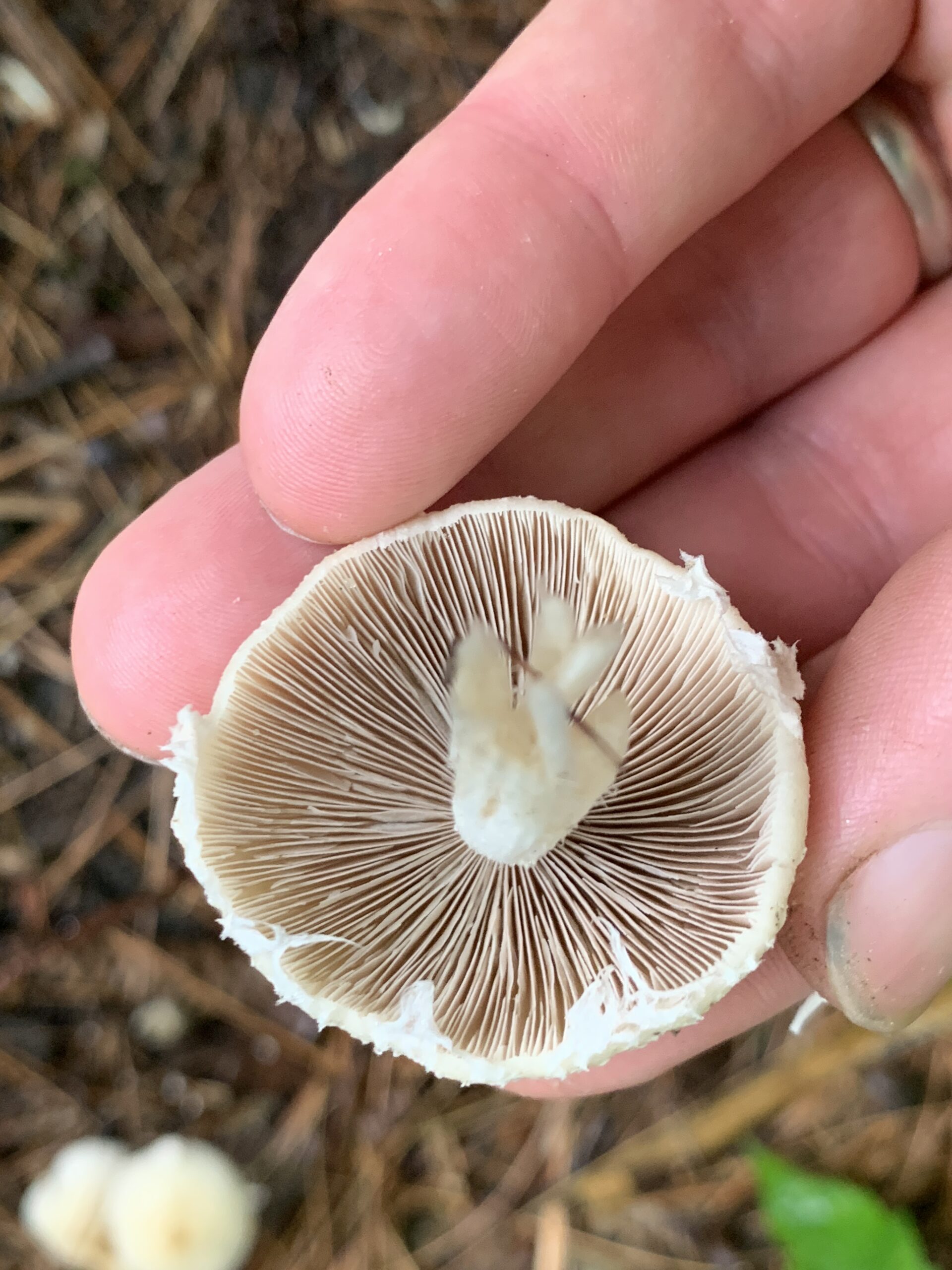 Candolleomyces candolleanus (Pale Brittlestem) - Mushrooms of CT