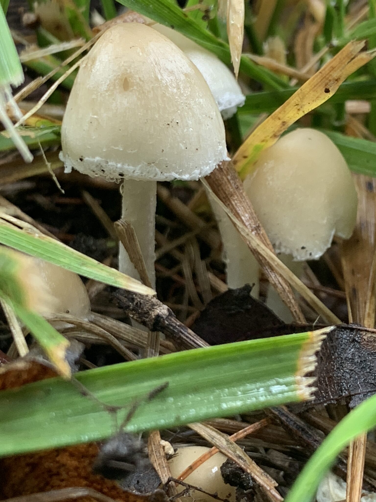 Candolleomyces candolleanus (Pale Brittlestem) - Mushrooms of CT