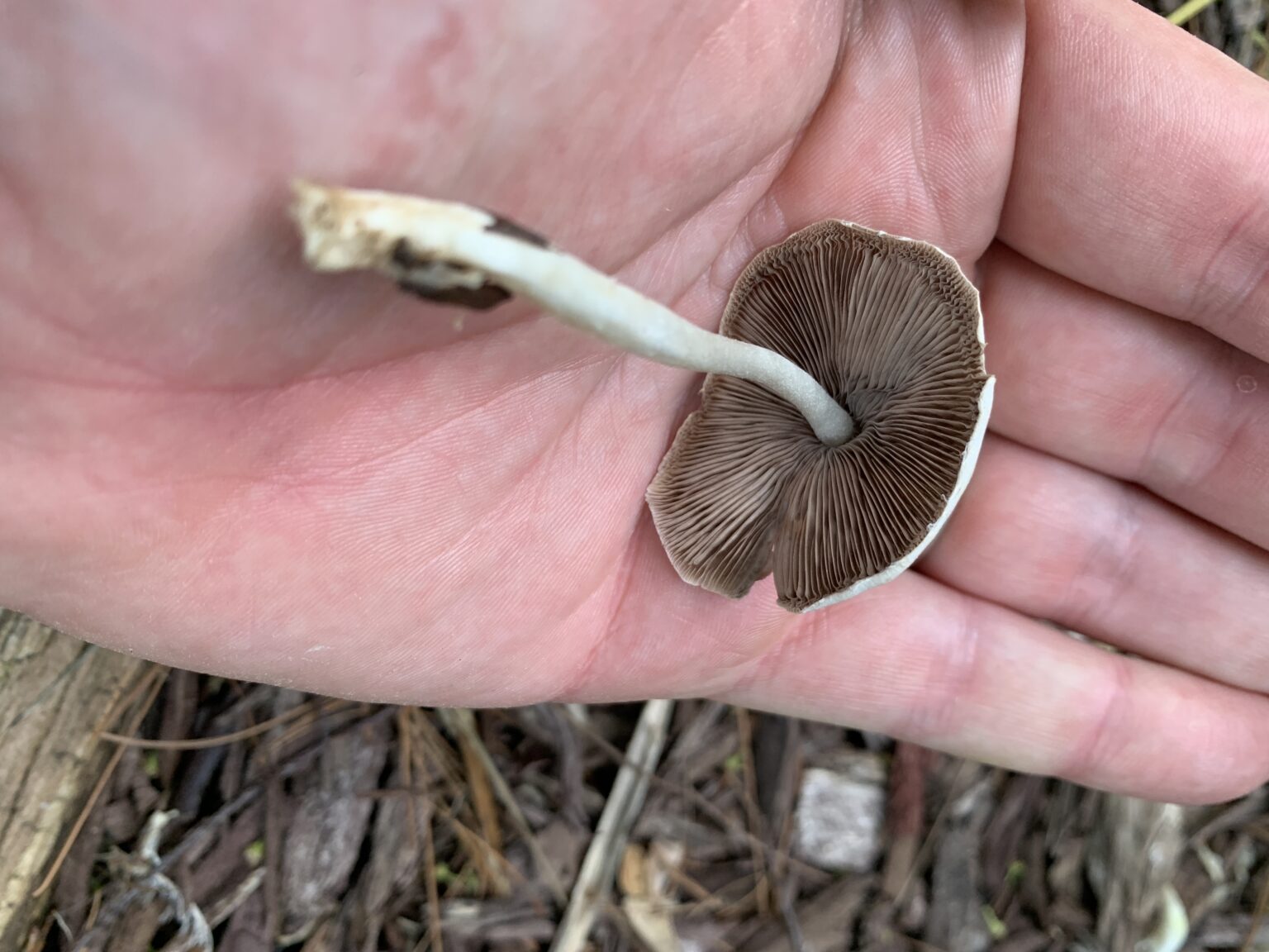 Candolleomyces candolleanus (Pale Brittlestem) - Mushrooms of CT