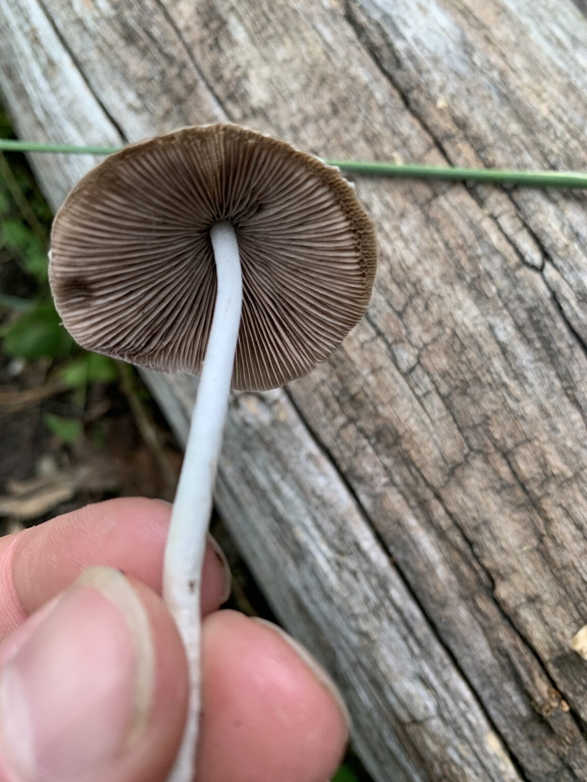Candolleomyces candolleanus (Pale Brittlestem) - Mushrooms of CT