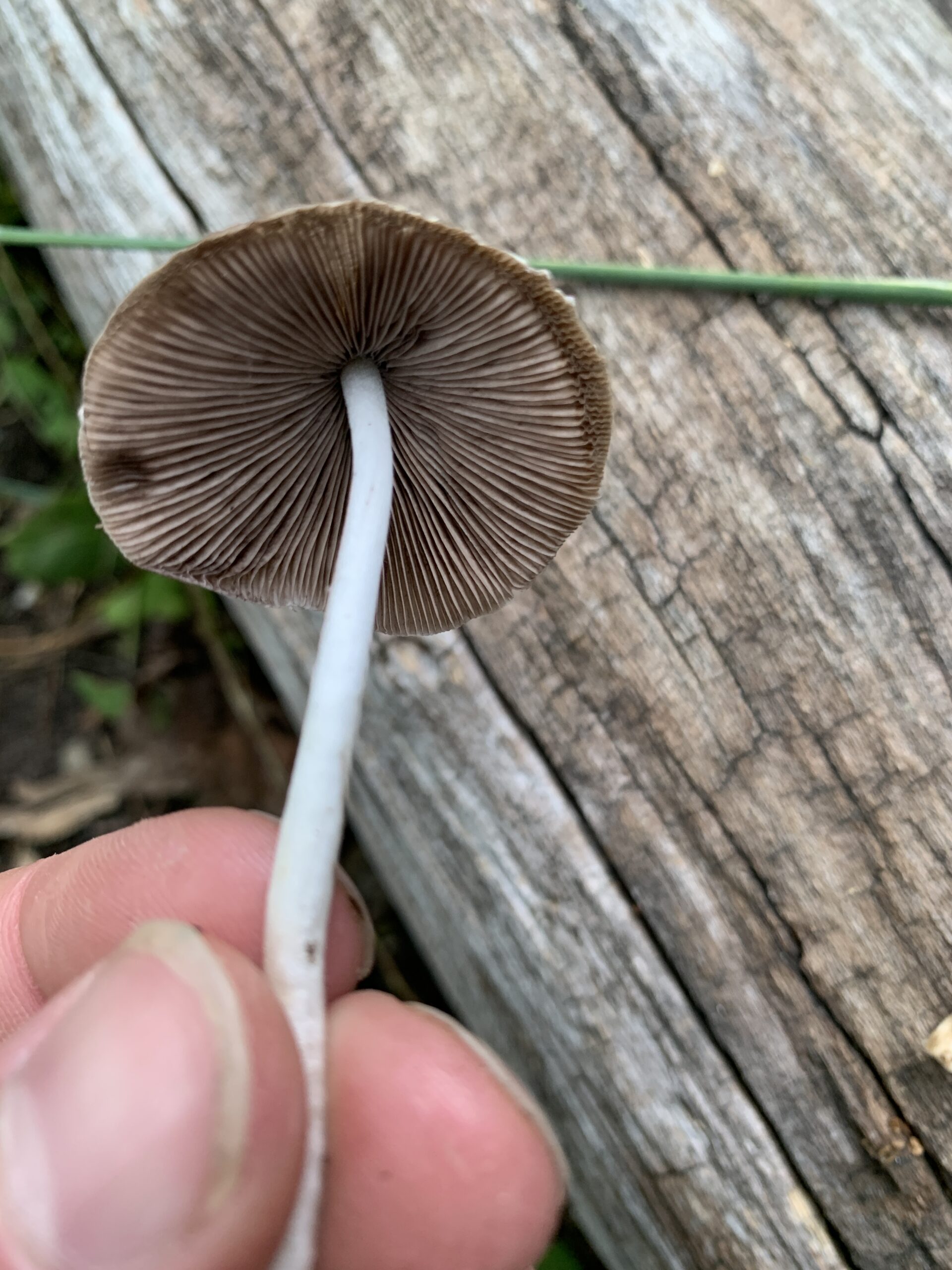 Candolleomyces candolleanus (Pale Brittlestem) - Mushrooms of CT