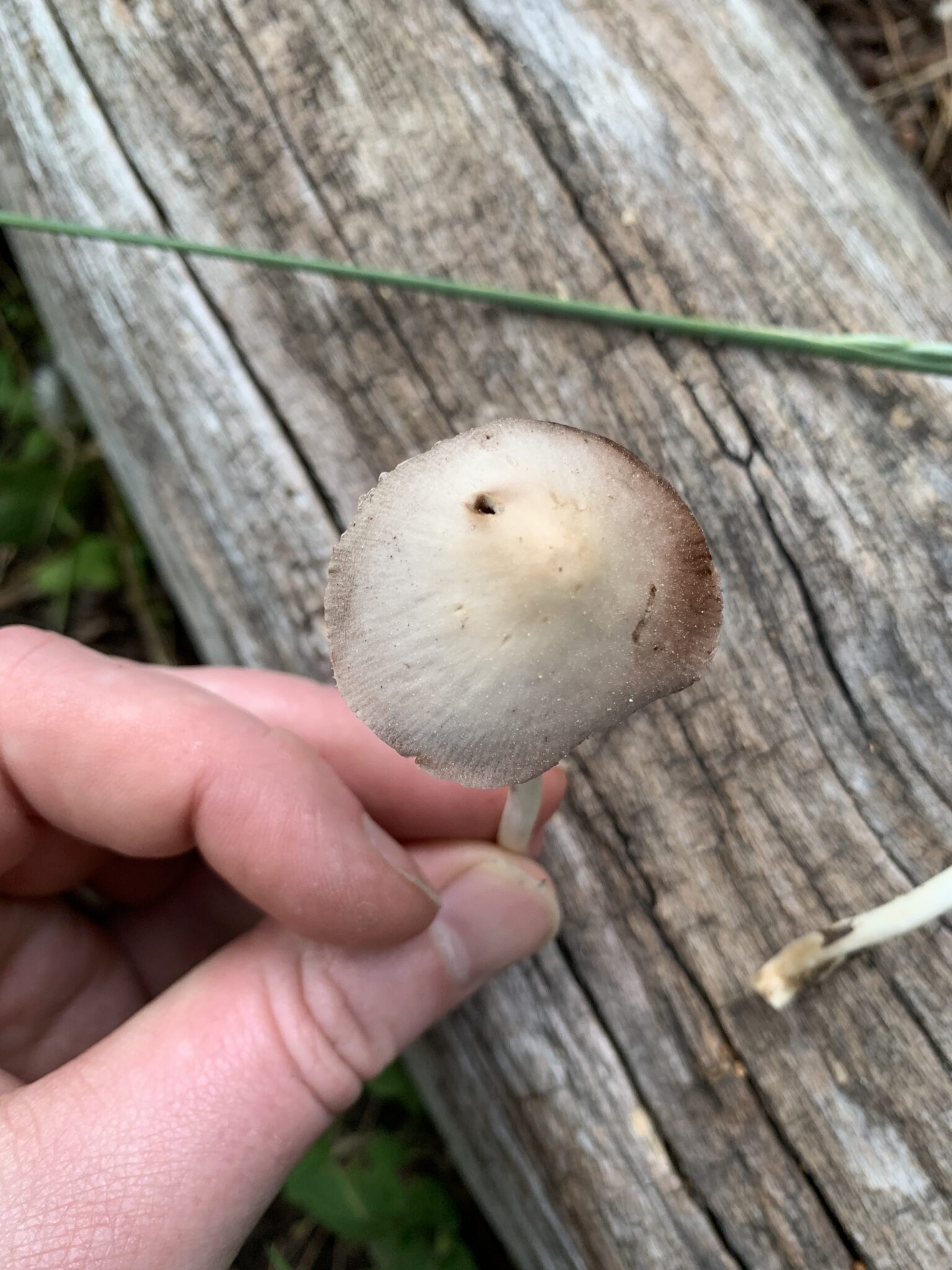 Candolleomyces candolleanus (Pale Brittlestem) - Mushrooms of CT