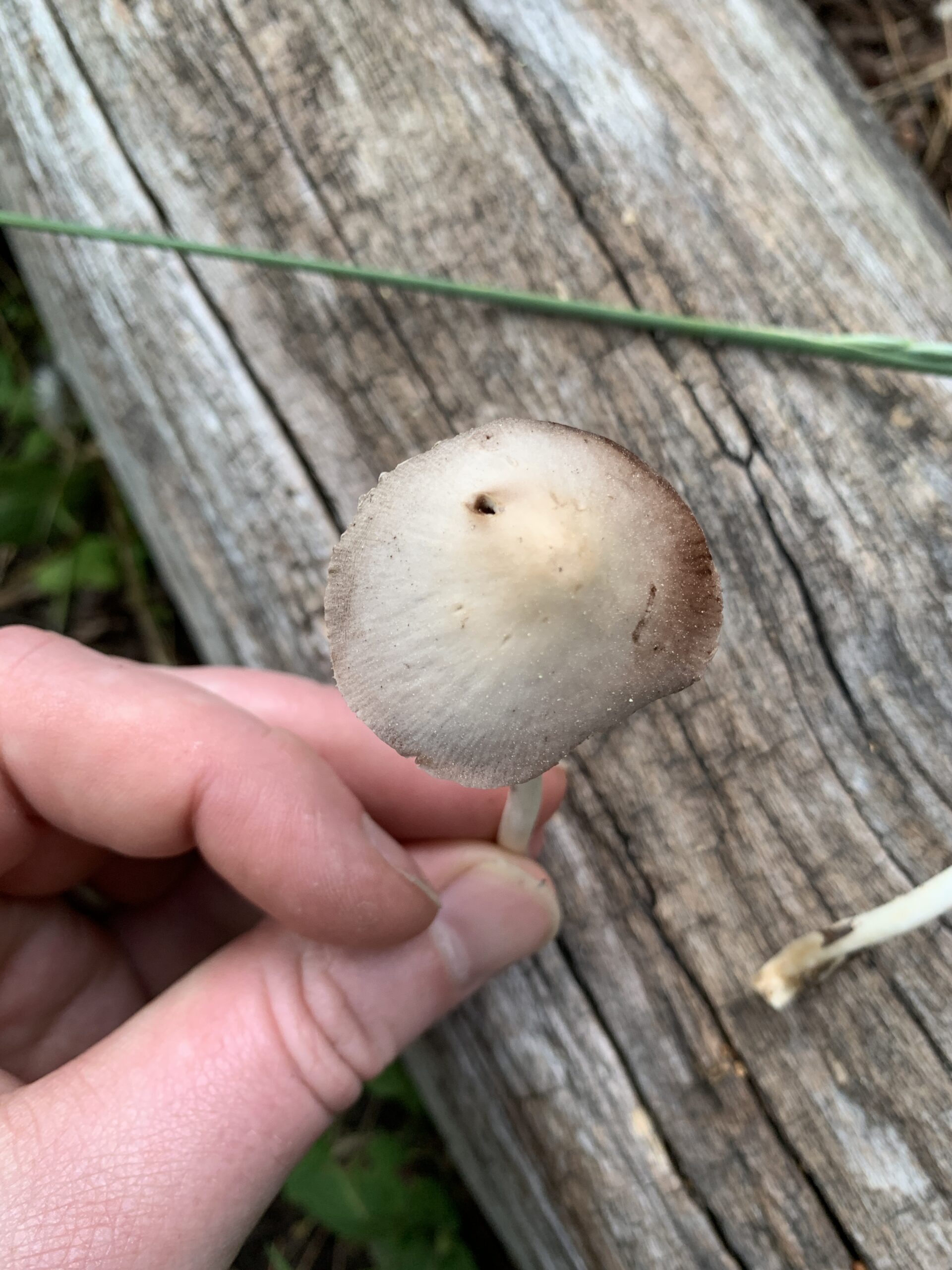Candolleomyces candolleanus (Pale Brittlestem) - Mushrooms of CT