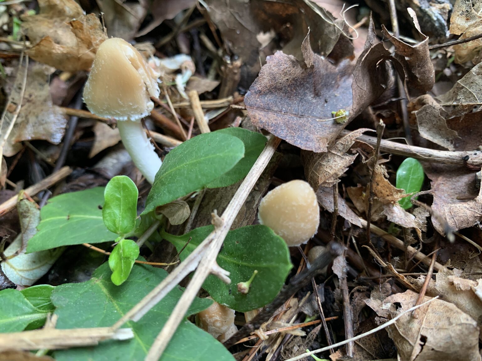 Candolleomyces candolleanus (Pale Brittlestem) - Mushrooms of CT