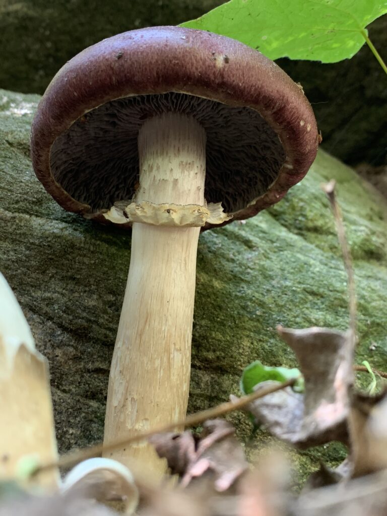 Stropharia Rugosoannulata (Wine Cap) - Mushrooms of CT