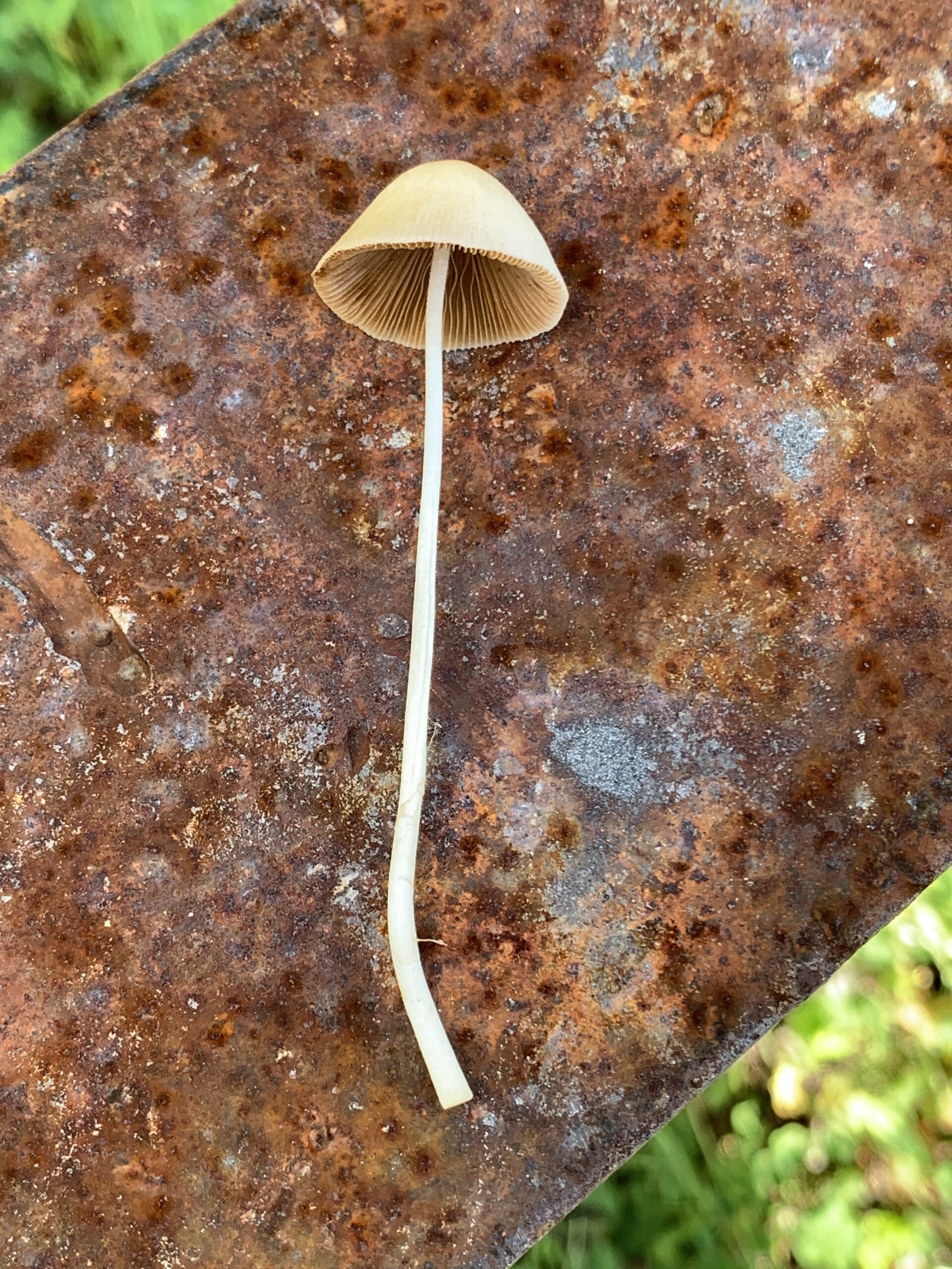 Conocybe Apala (Milky Cone Cap) - Mushrooms of CT