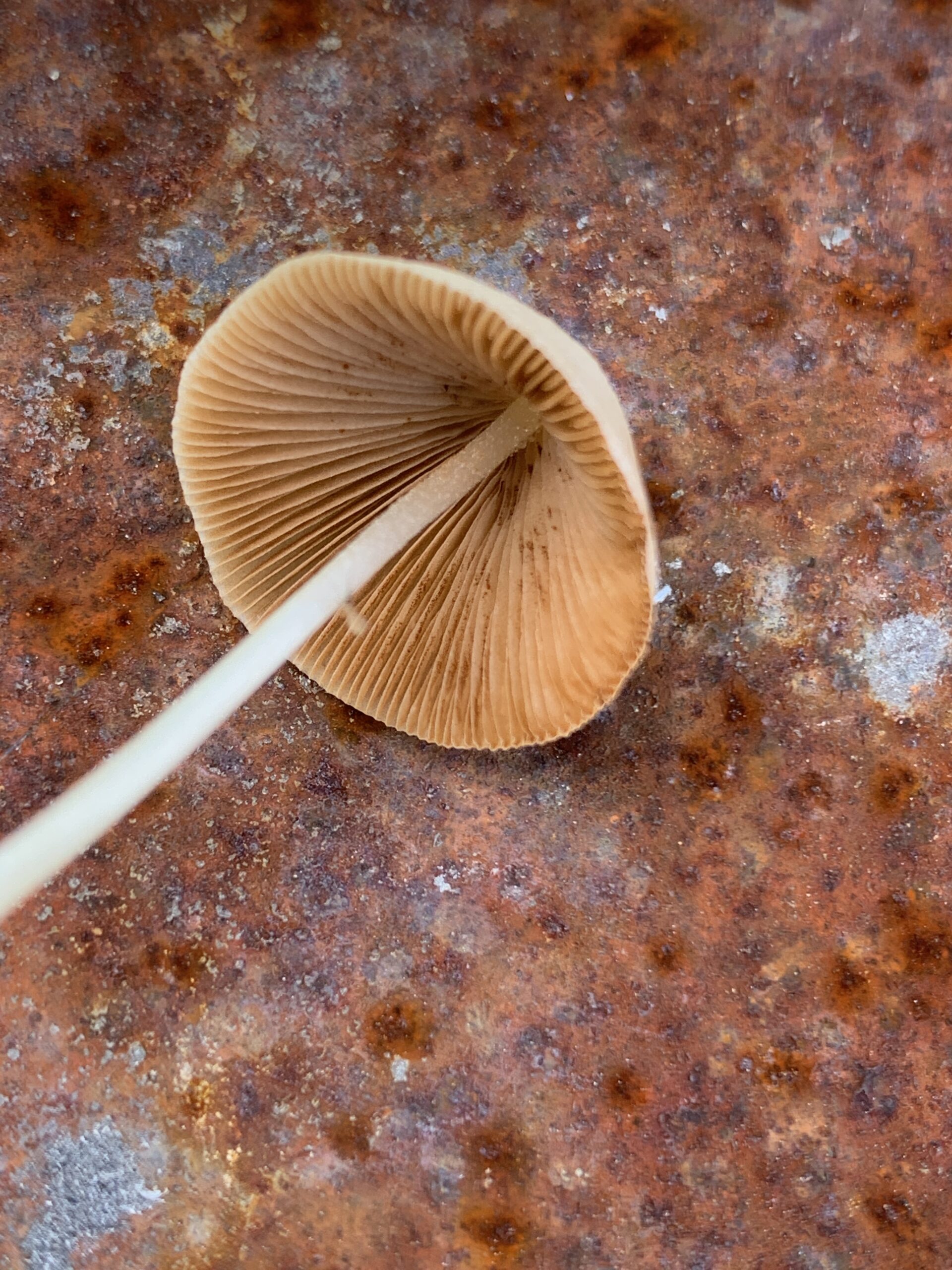 Conocybe Apala (Milky Cone Cap) - Mushrooms of CT