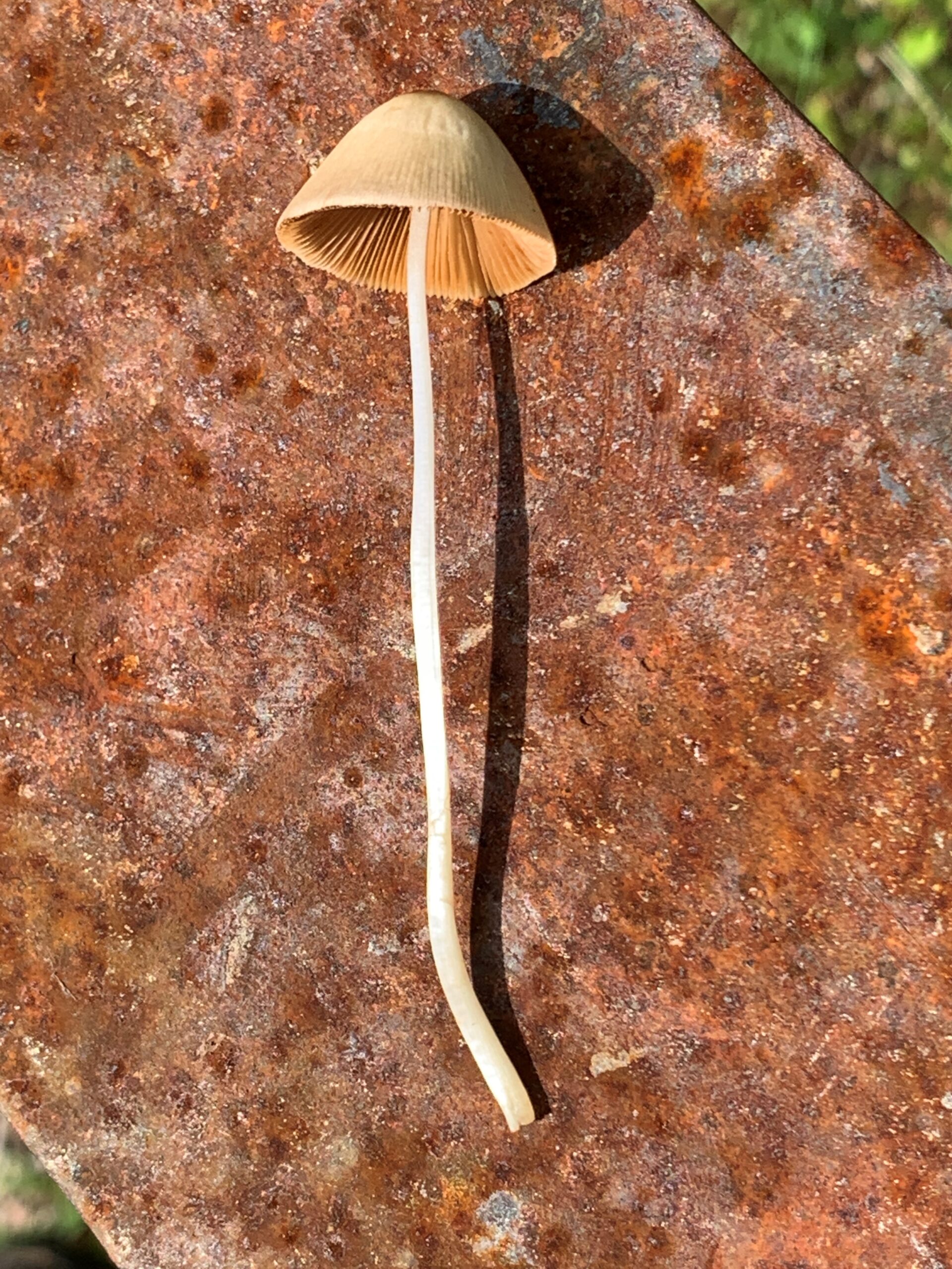 Conocybe Apala (Milky Cone Cap) - Mushrooms of CT