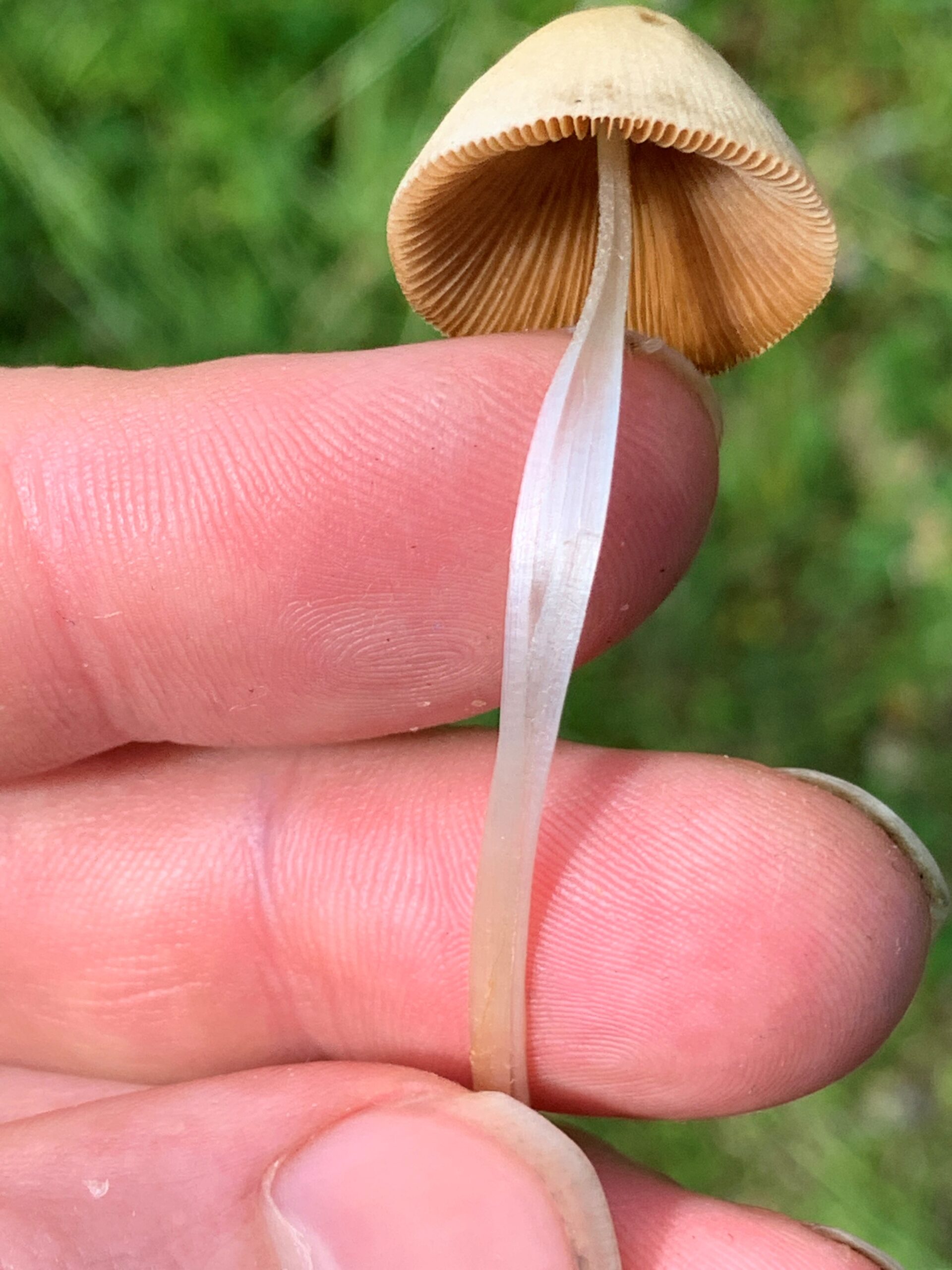 Conocybe Apala (Milky Cone Cap) - Mushrooms of CT