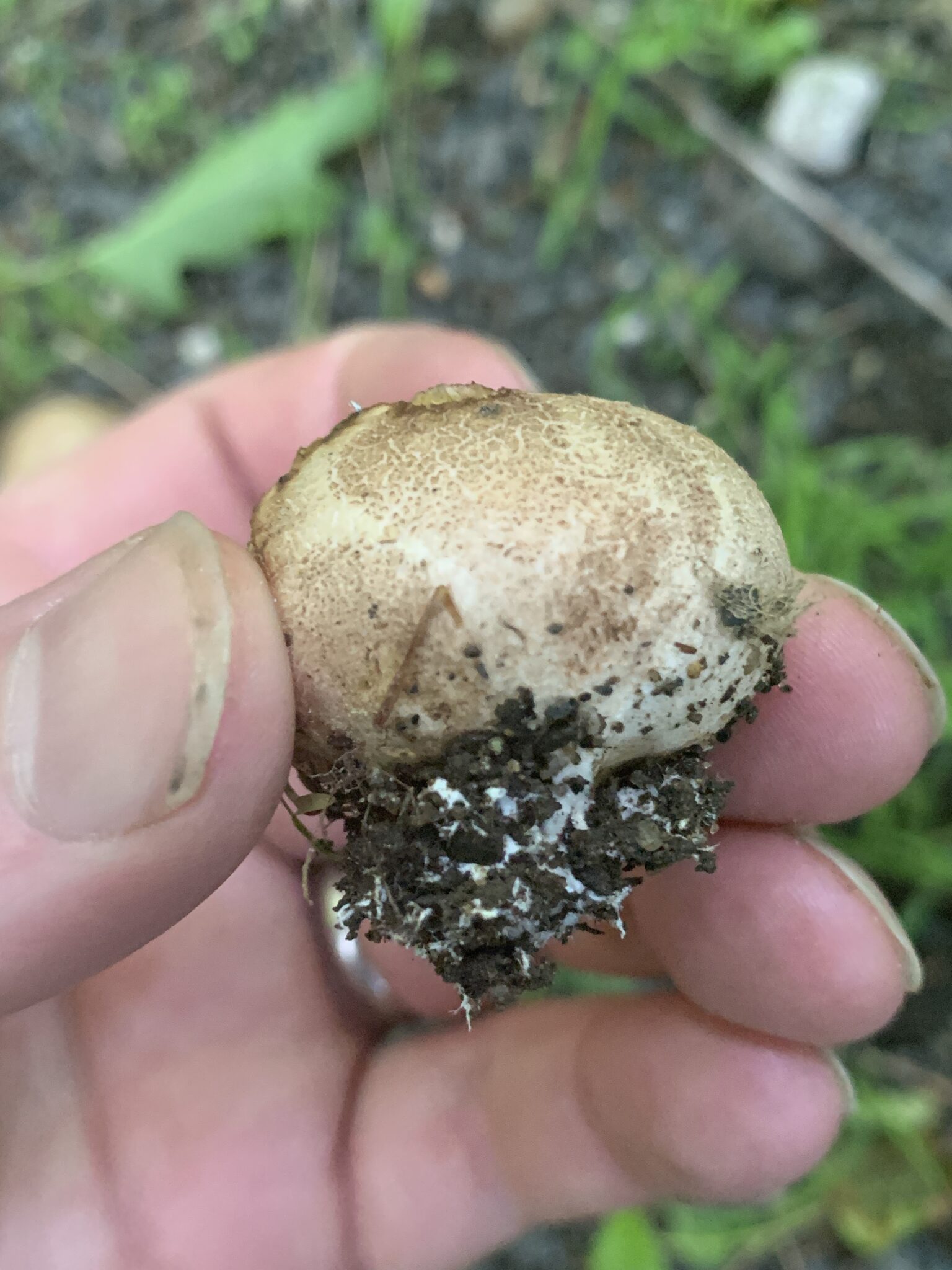 Scleroderma bovista (Potato Puffball) - Mushrooms of CT