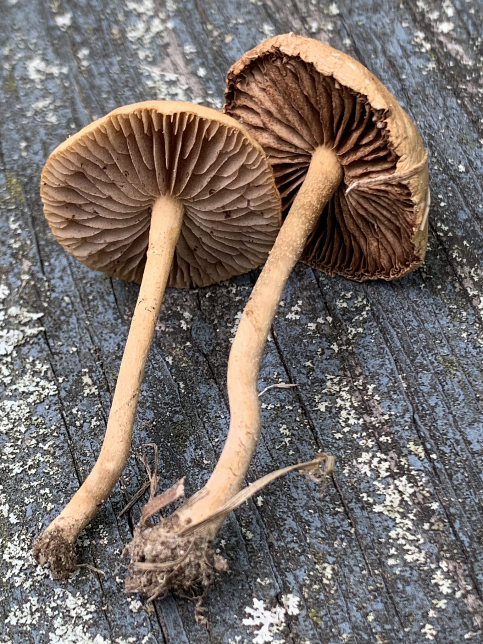 Agrocybe pediades (Common Fieldcap) - Mushrooms of CT
