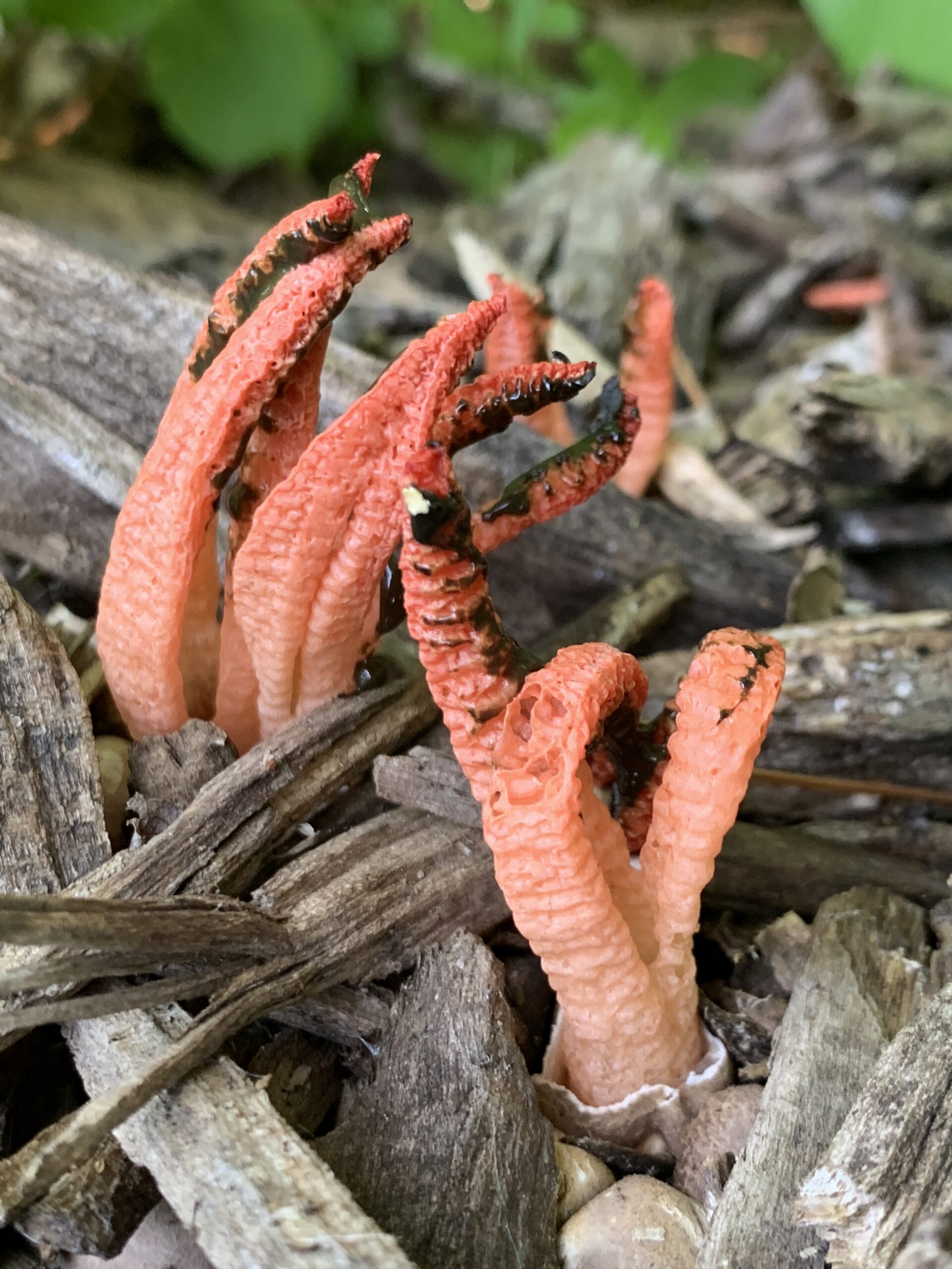 Pseudocolus fusiformis (Stinky Squid) - Mushrooms of CT
