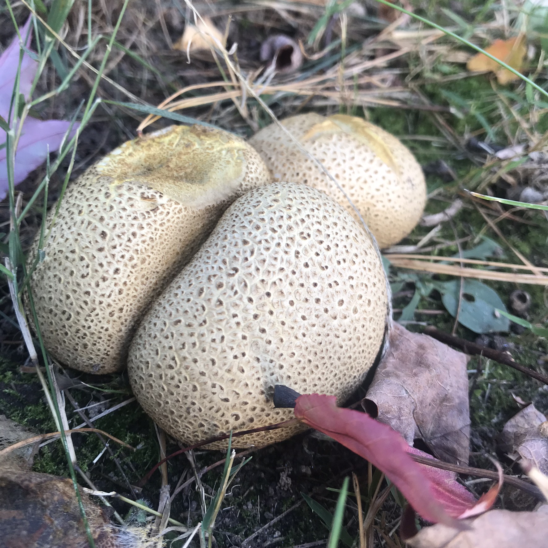 Scleroderma citrinum (Common Earthball/Poison Pigskin Puffball ...