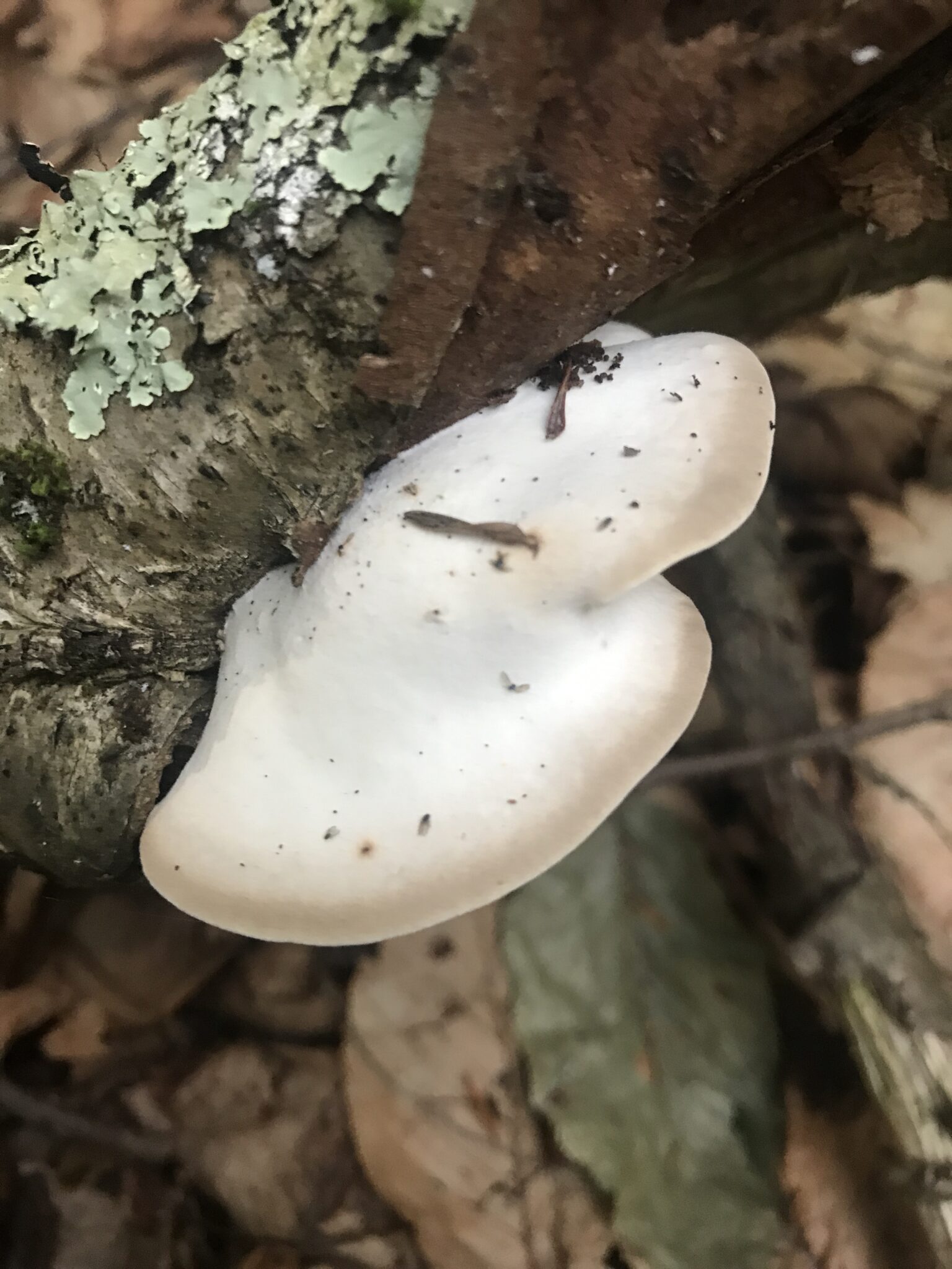 Tyromyces chioneus (White Cheese Polypore) - Mushrooms of CT