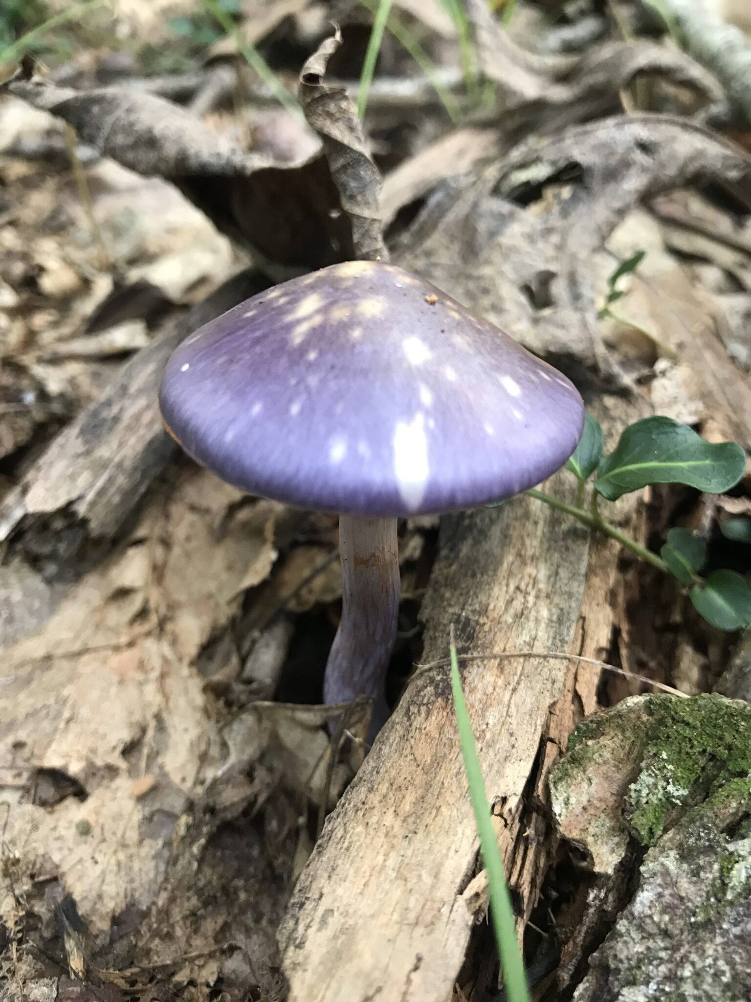 Cortinarius iodes (Spotted Violet Cort) - Mushrooms of CT