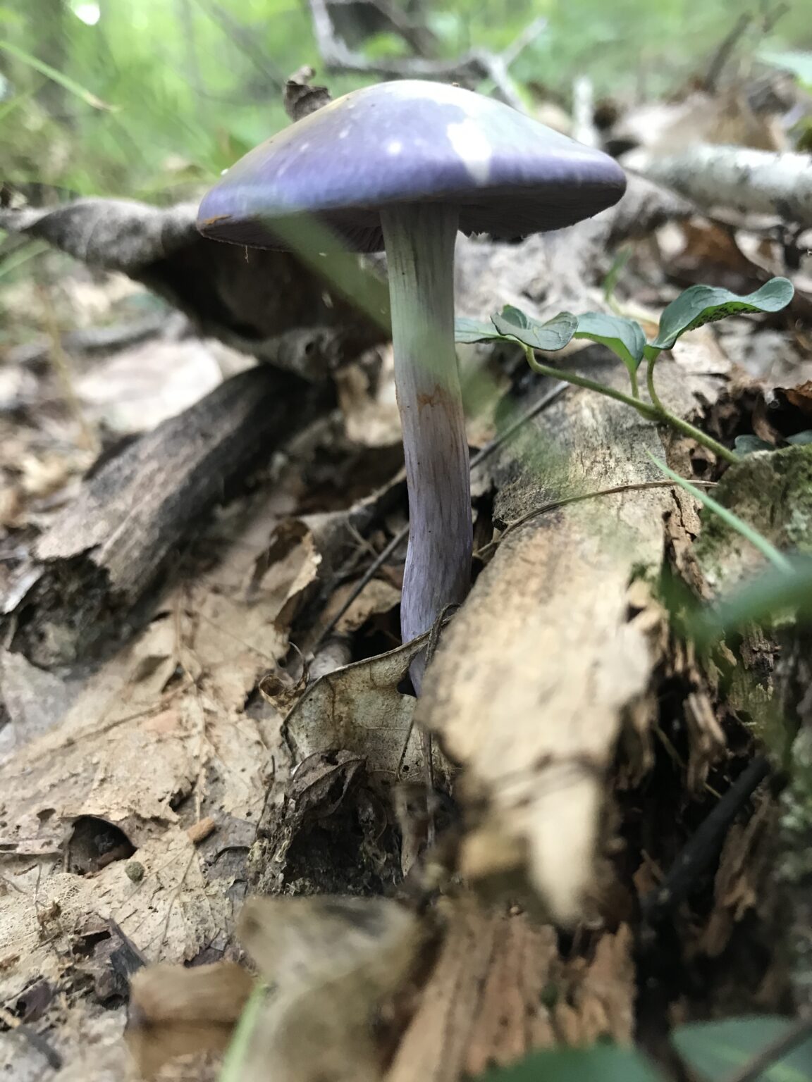Cortinarius iodes (Spotted Violet Cort) - Mushrooms of CT