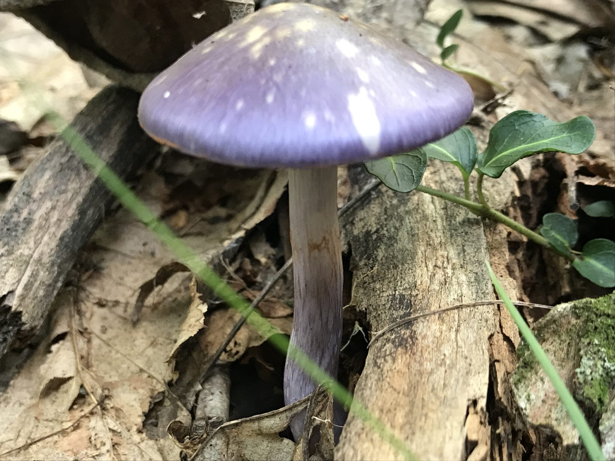 Cortinarius iodes (Spotted Violet Cort) - Mushrooms of CT