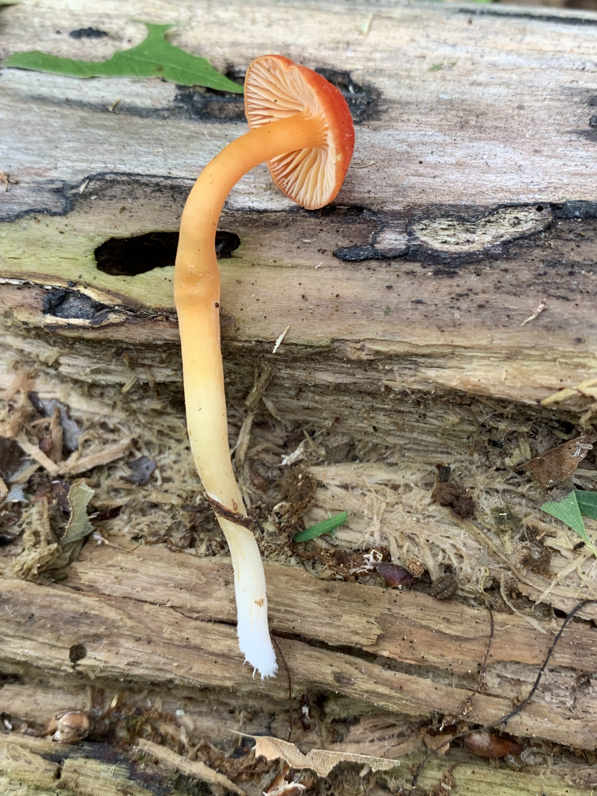 Hygrocybe miniata (Vermillion Waxcap) - Mushrooms of CT