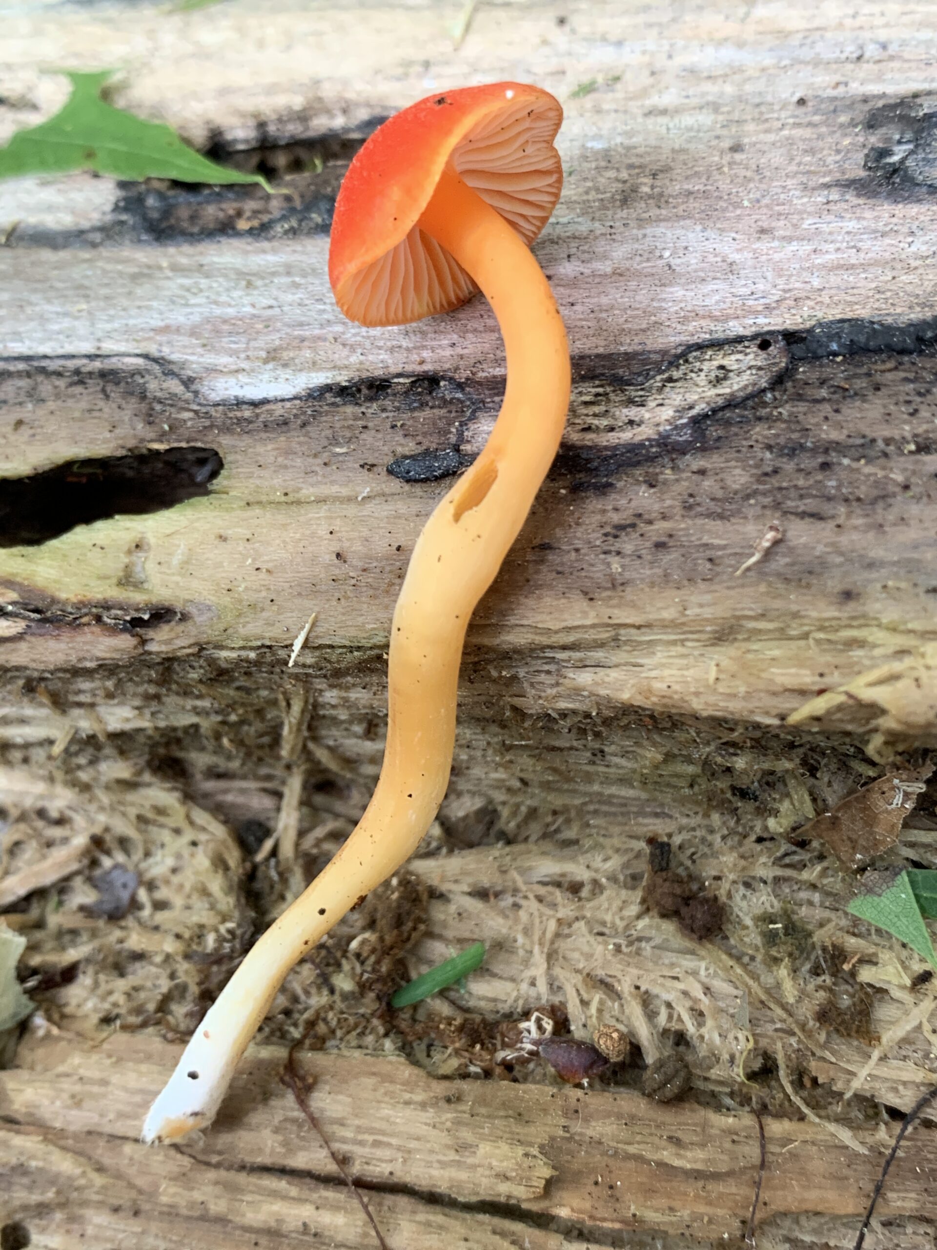 Hygrocybe miniata (Vermillion Waxcap) - Mushrooms of CT