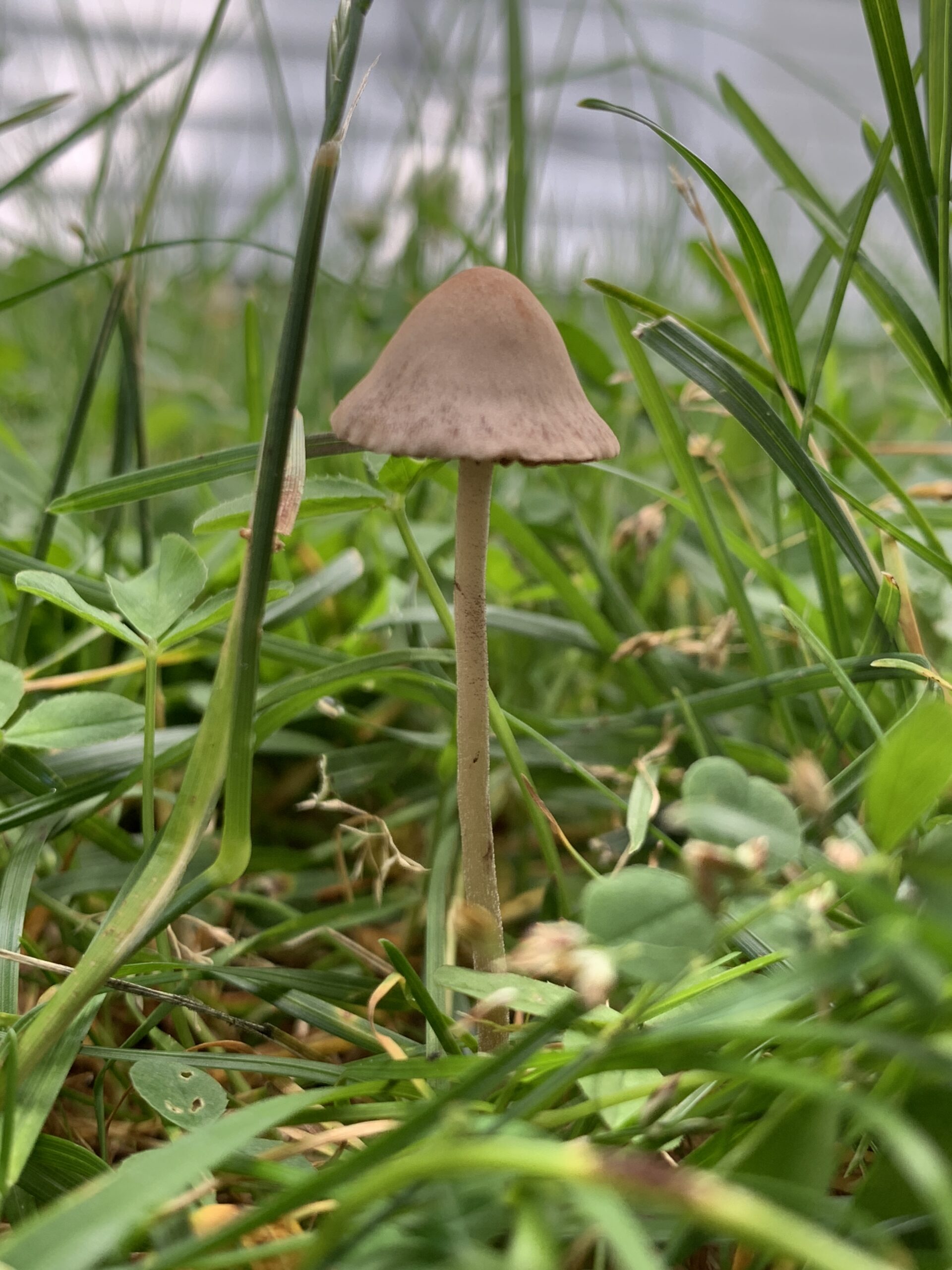 Panaeolus foenisecii (Mowers Mushroom) - Mushrooms of CT