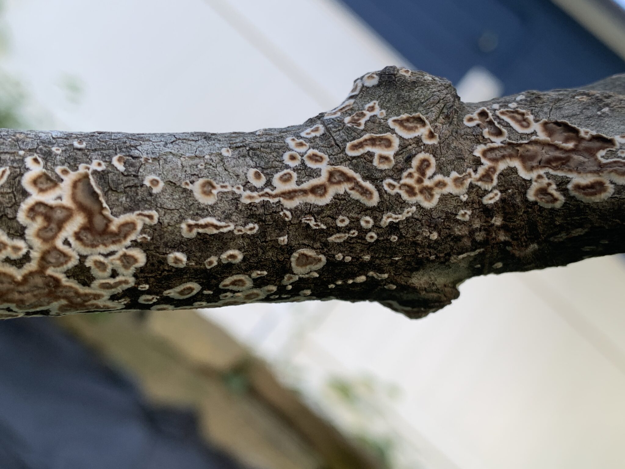Peniophora albobadia (Giraffe Spots) - Mushrooms of CT