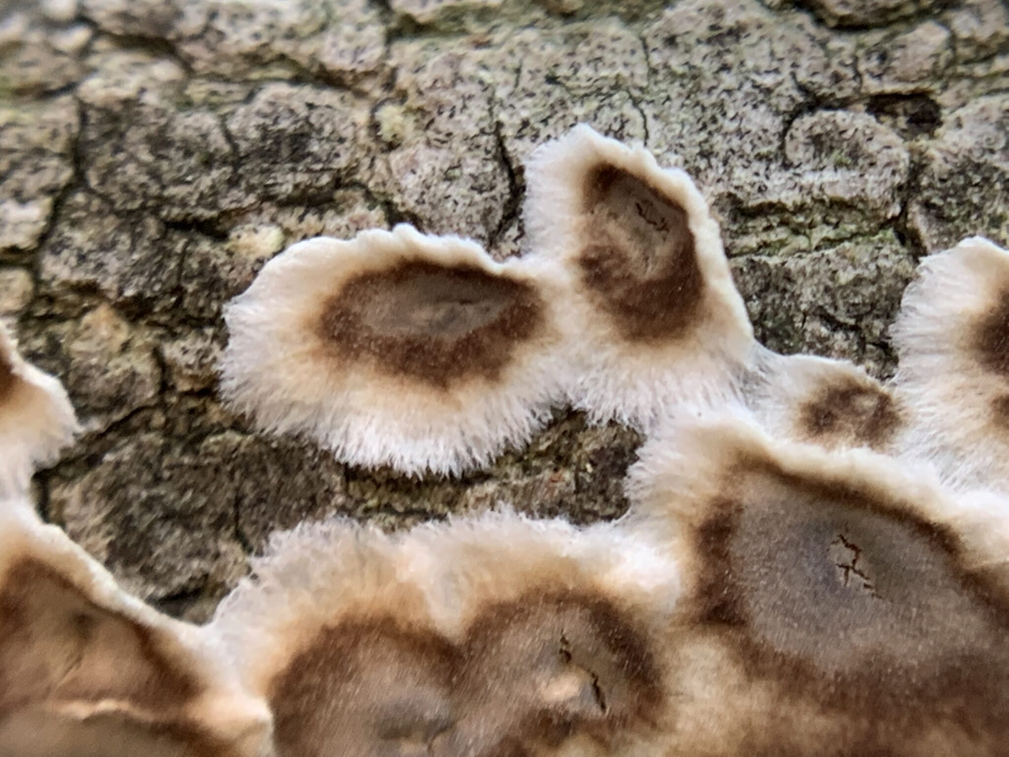 Peniophora albobadia (Giraffe Spots) - Mushrooms of CT
