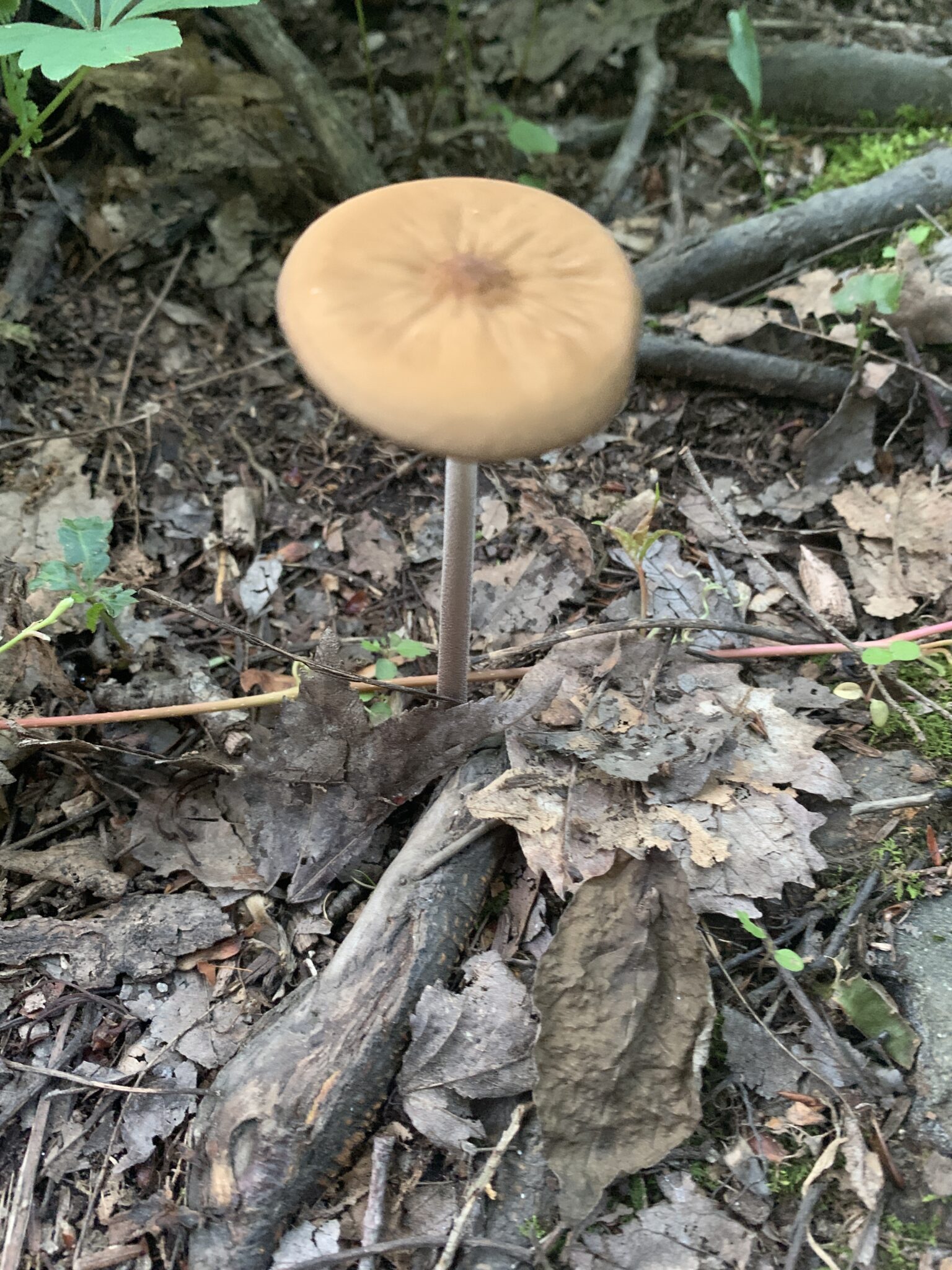 Hymenopellis furfuracea (Oudemansiella radicata) - Mushrooms of CT