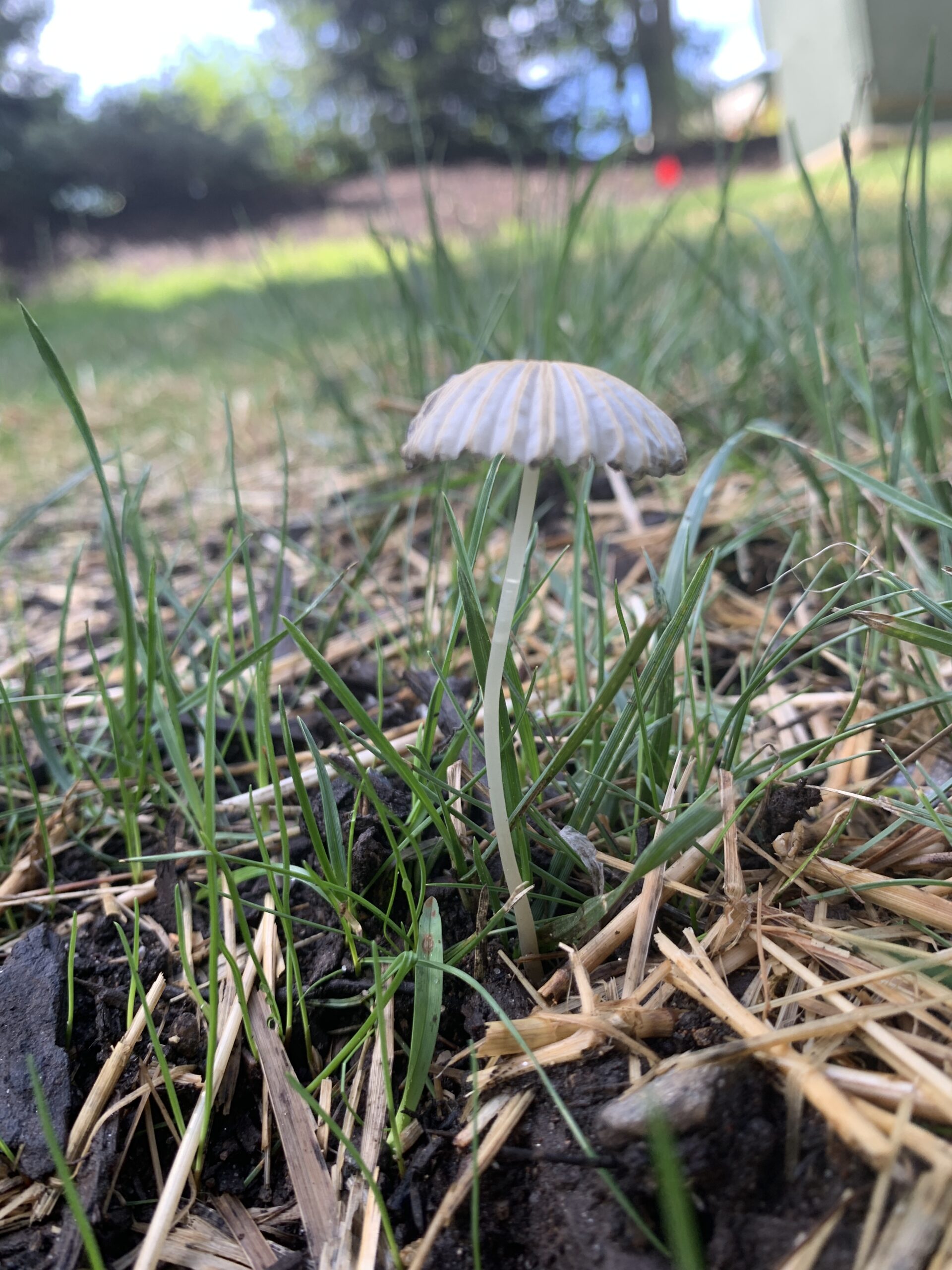 Parasola plicatilis (Pleated Inkcap) - Mushrooms of CT