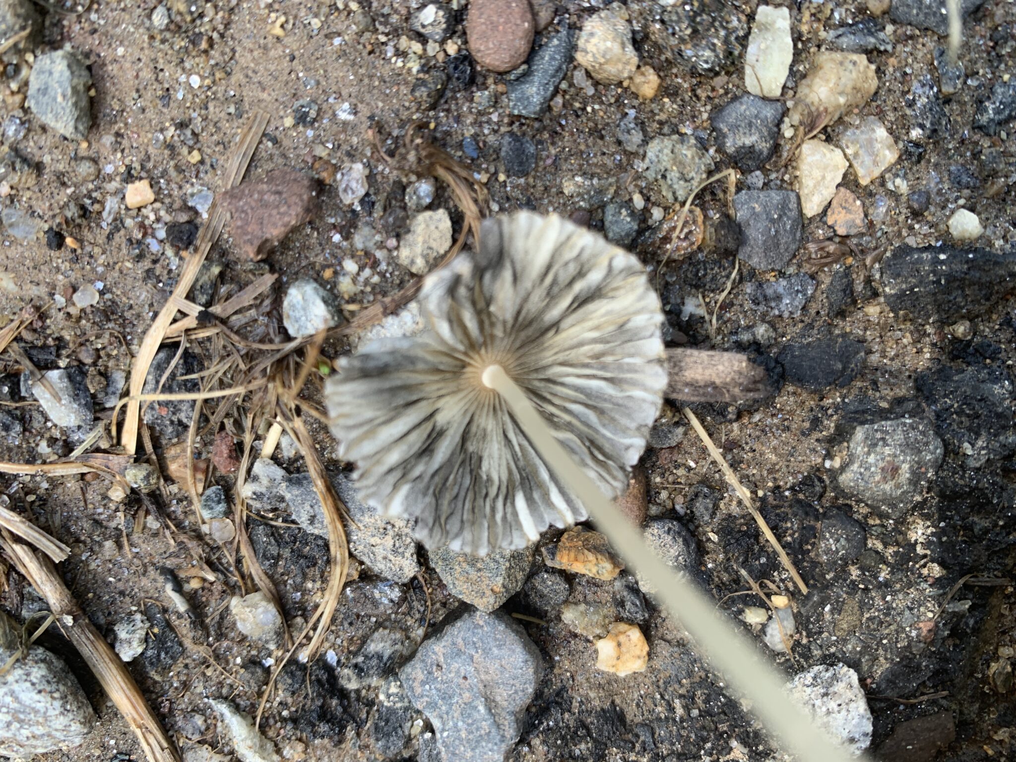 Parasola plicatilis (Pleated Inkcap) - Mushrooms of CT