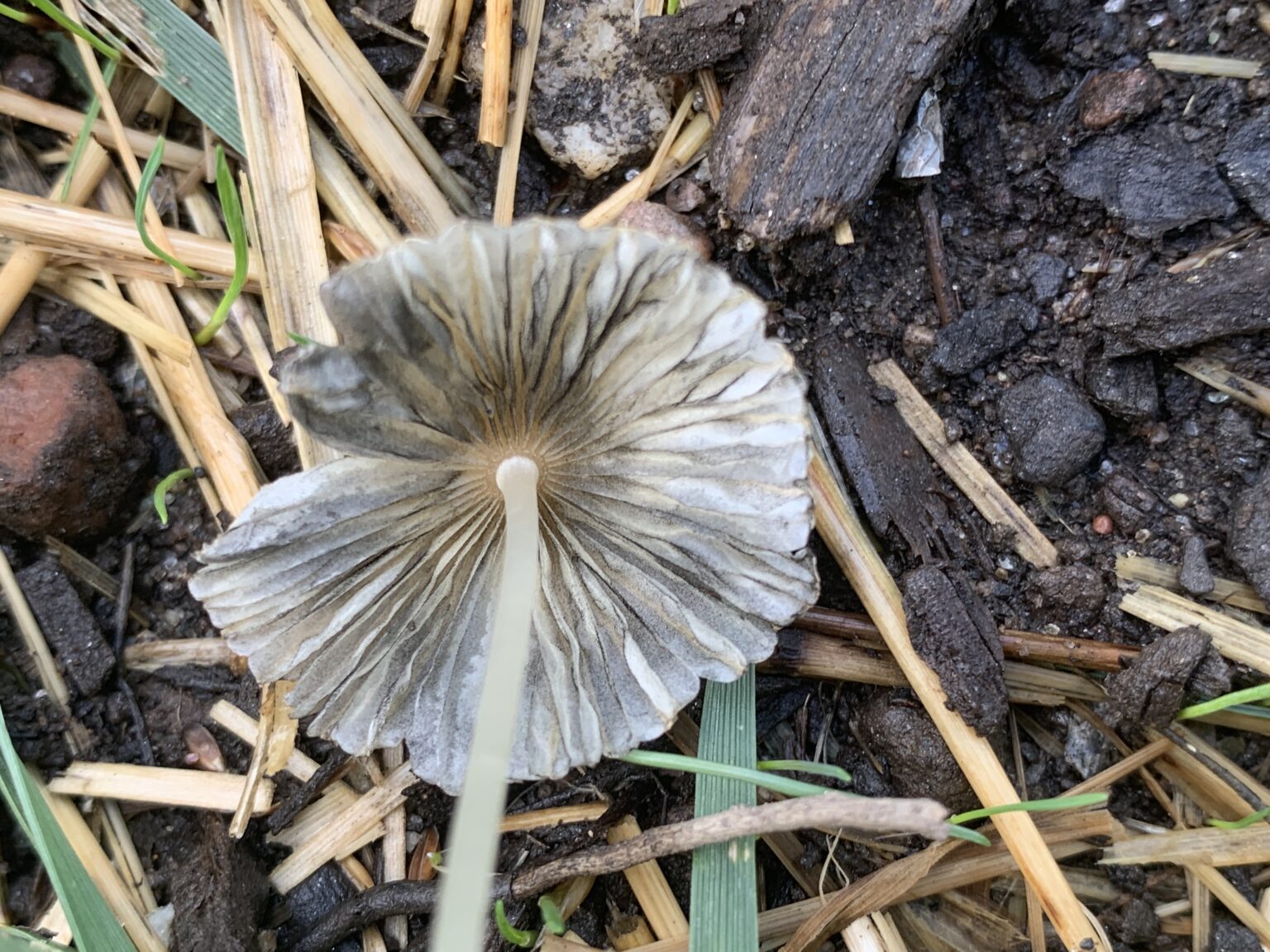 Parasola plicatilis (Pleated Inkcap) - Mushrooms of CT