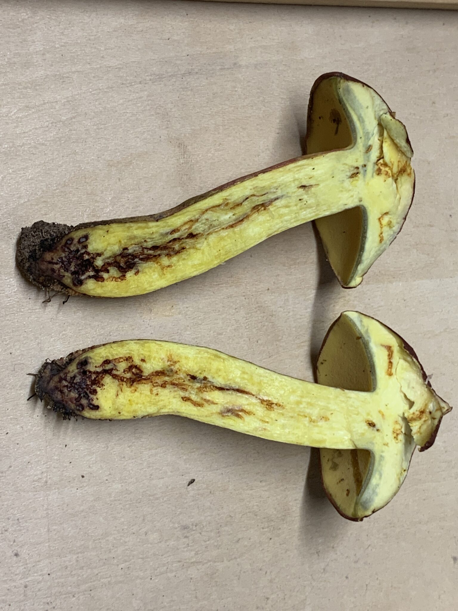 Baorangia bicolor (Bicolor Bolete) - Mushrooms of CT