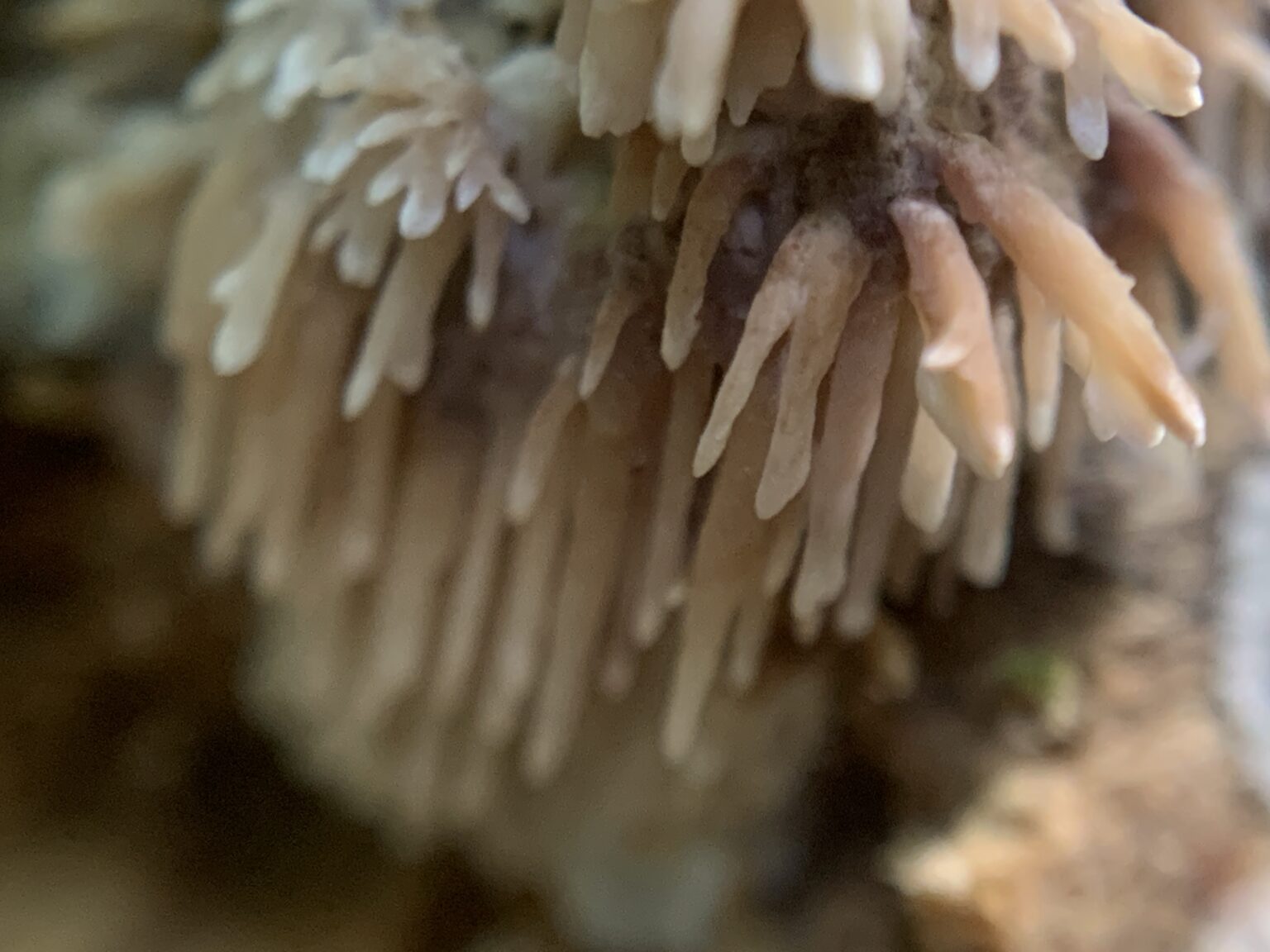 Radulomyces copelandii (Asian Beauty Fungus) - Mushrooms of CT