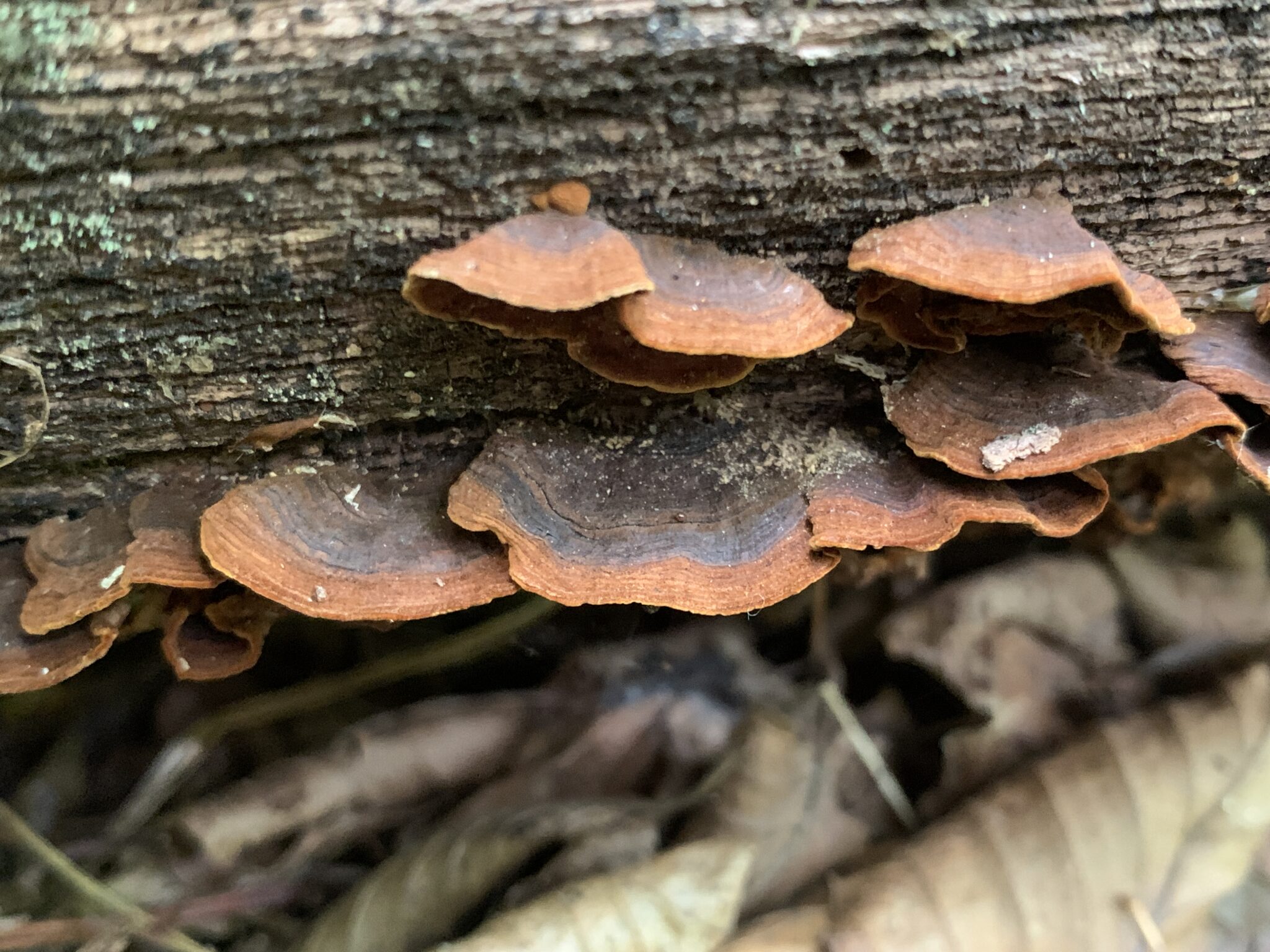 Hymenochaete rubiginosa (Oak Curtain Crust) - Mushrooms of CT