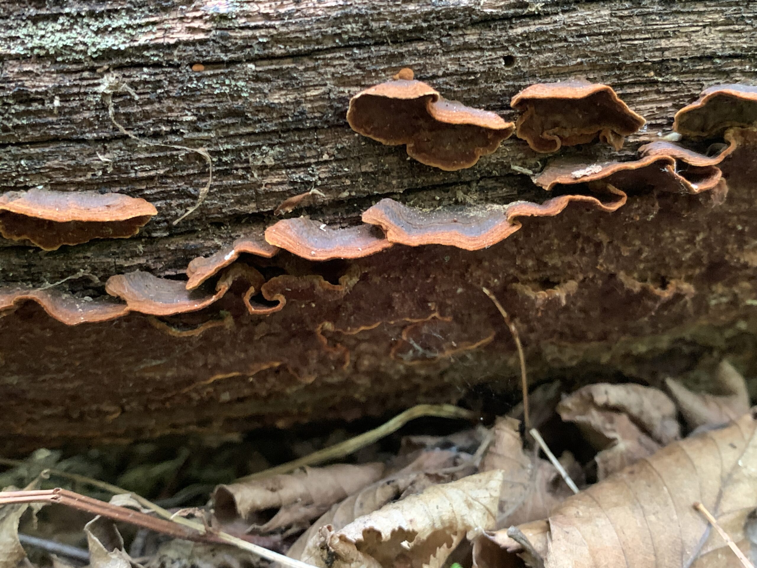 Hymenochaete rubiginosa (Oak Curtain Crust) - Mushrooms of CT
